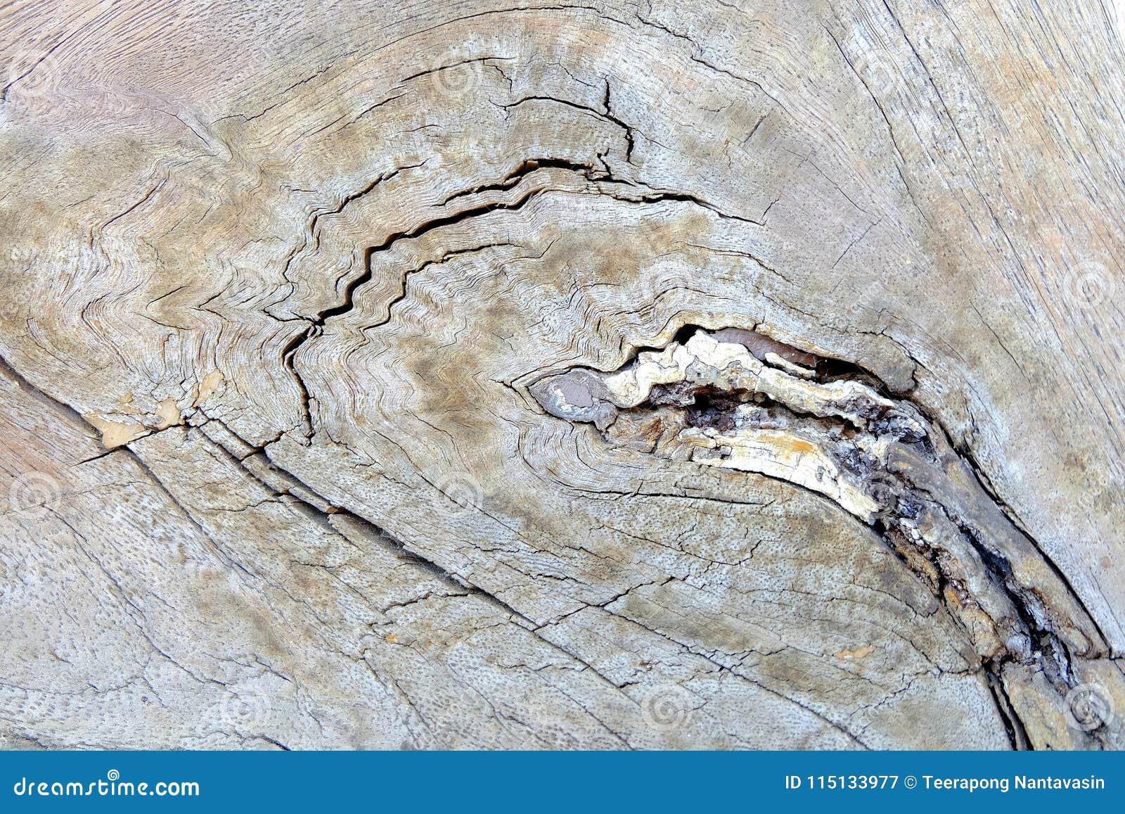 Close Up Core Tree of Cut Tree Trunk Background. Stock Image - Image of ...