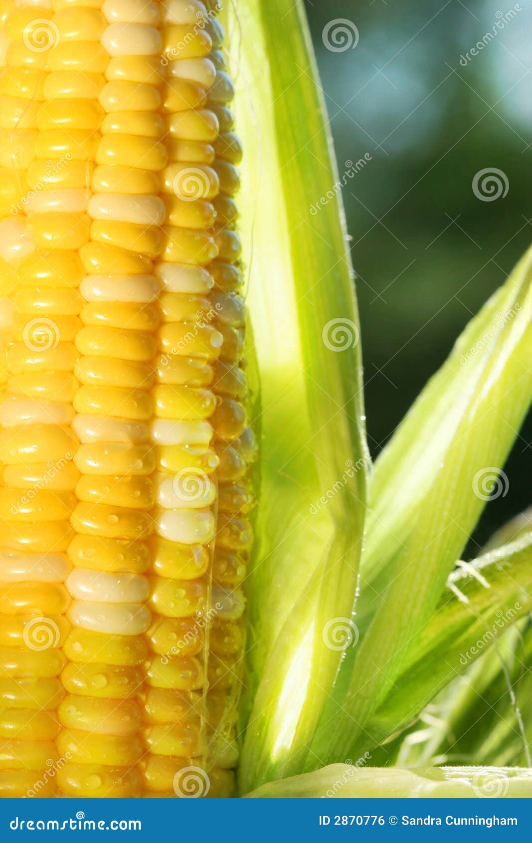 Close-up of corn stock photo. Image of field, agricultural - 2870776