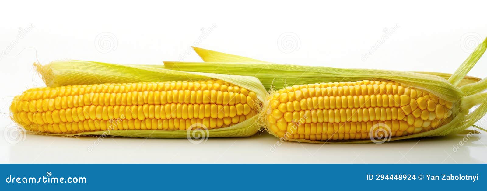 A Close Up of a Corn Cob on a White Background Stock Illustration ...