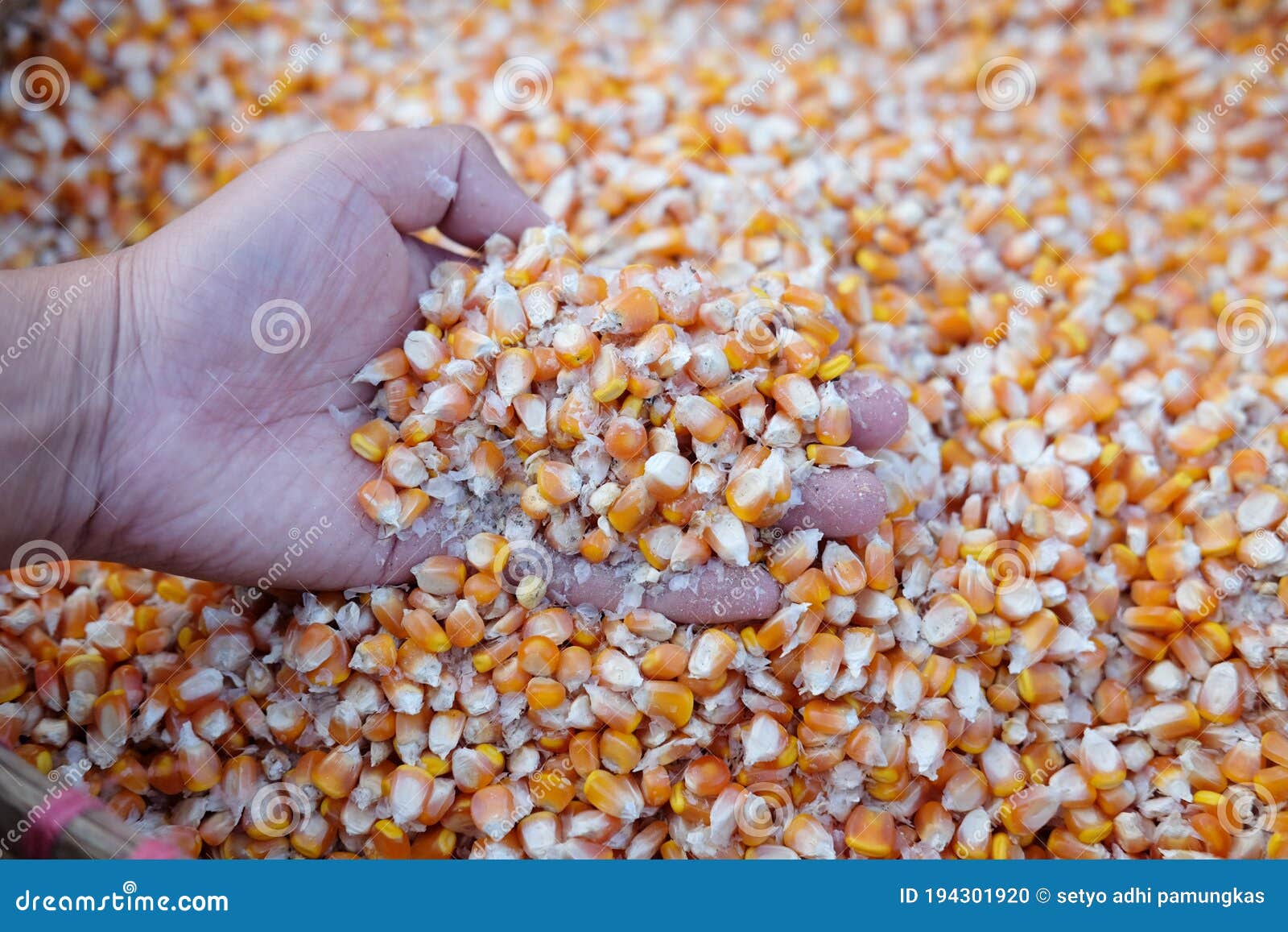 Dry peeled corn on hand stock photo. Image of drying - 194301920
