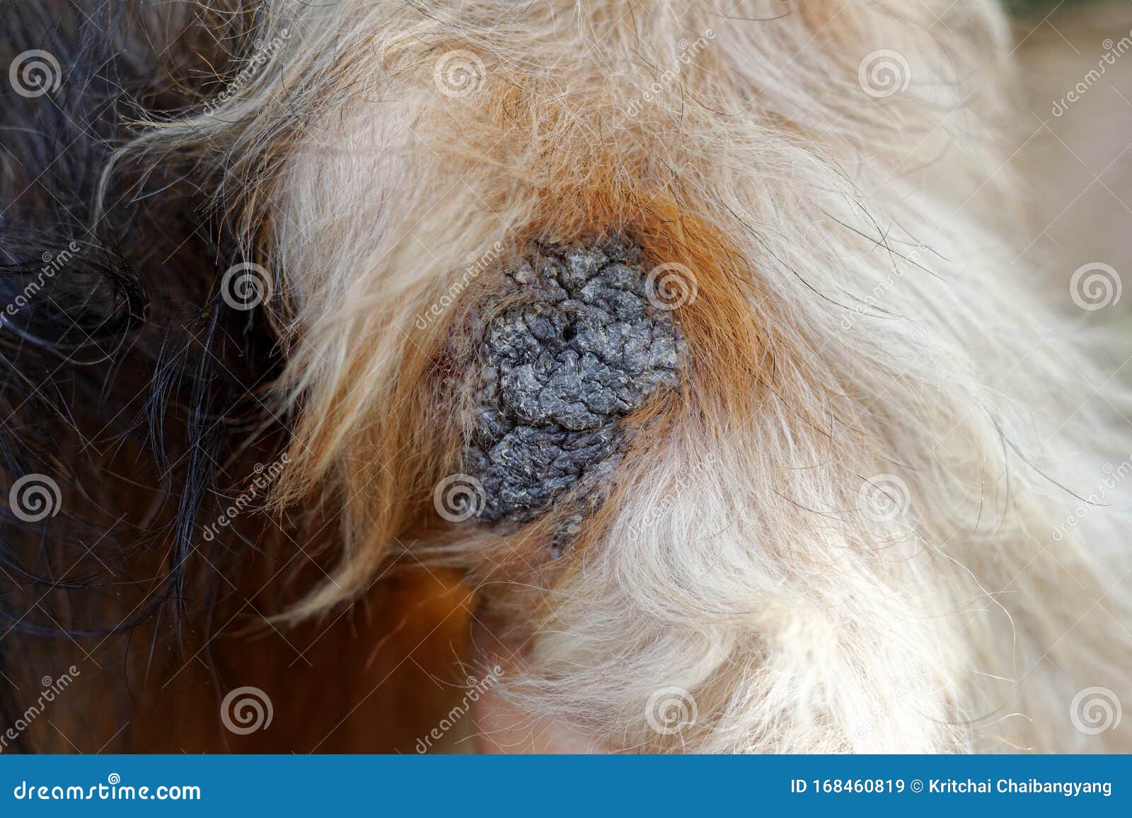 Close Up Corn on Elbow Dog,Long-haired Dog Stock Image - Image of ...