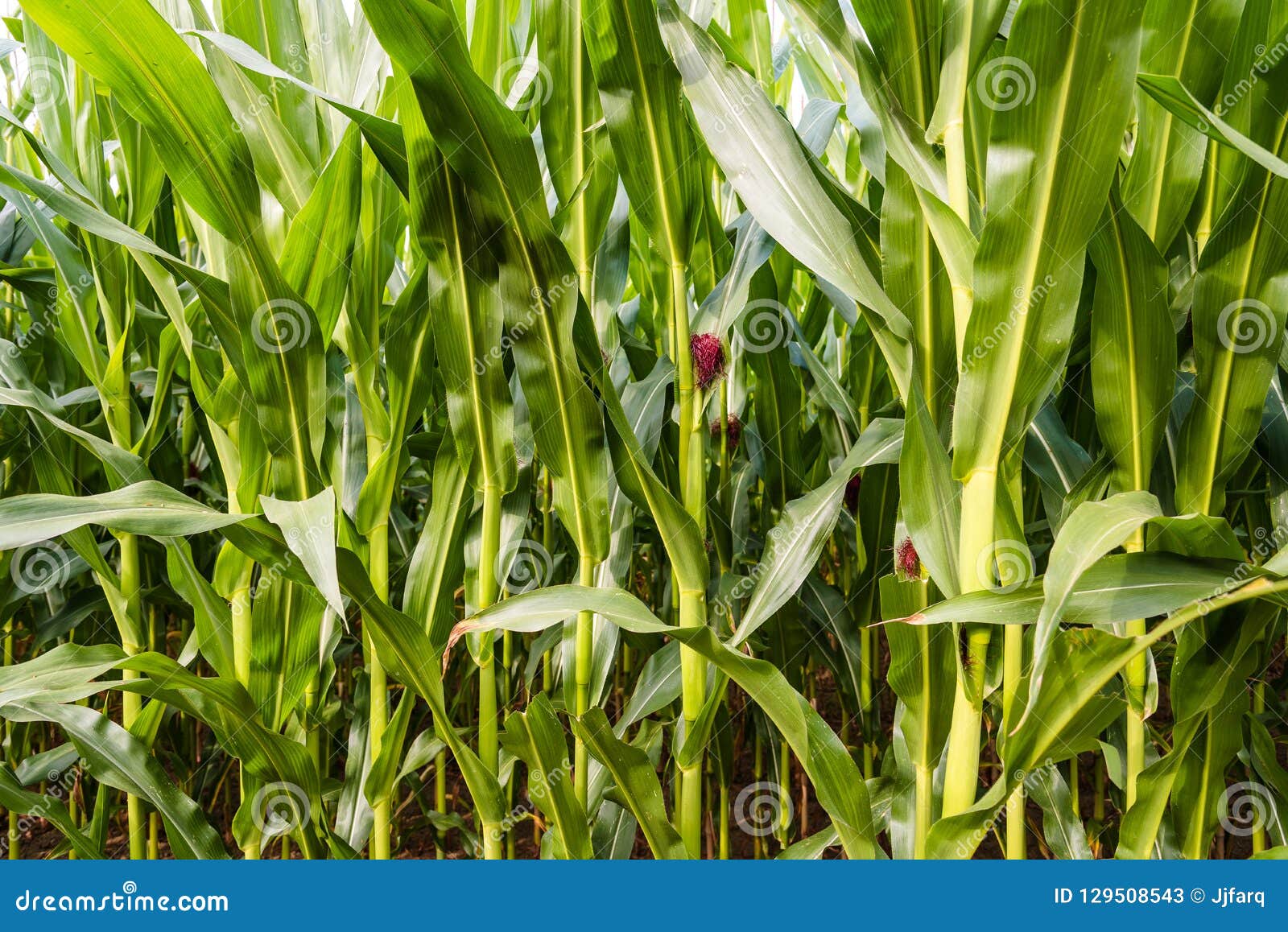 Close Up of Corn Field in the Countryside Stock Image - Image of grain ...