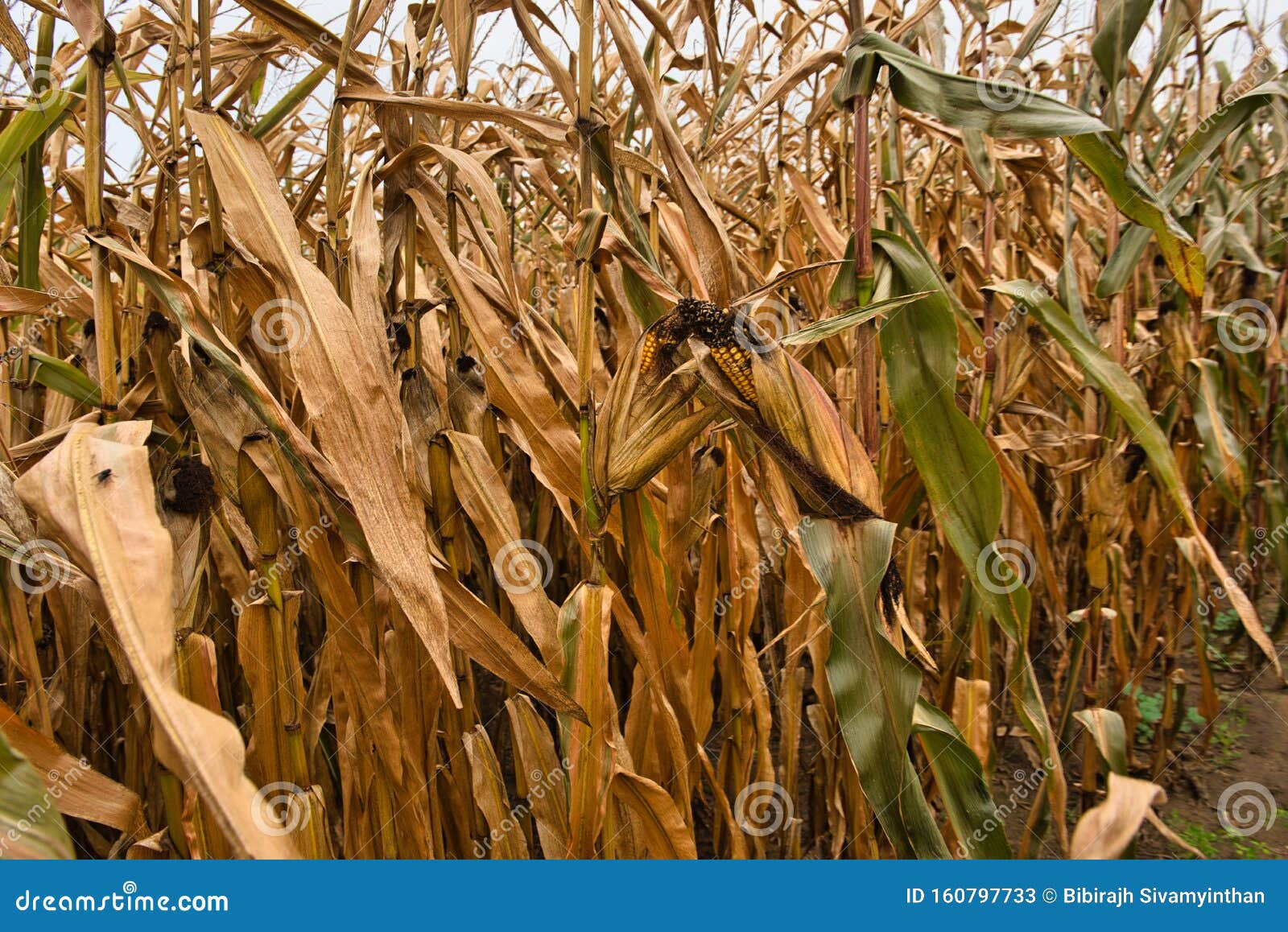 Close Up of Corn in a Corn Field Stock Image - Image of nature, farming ...