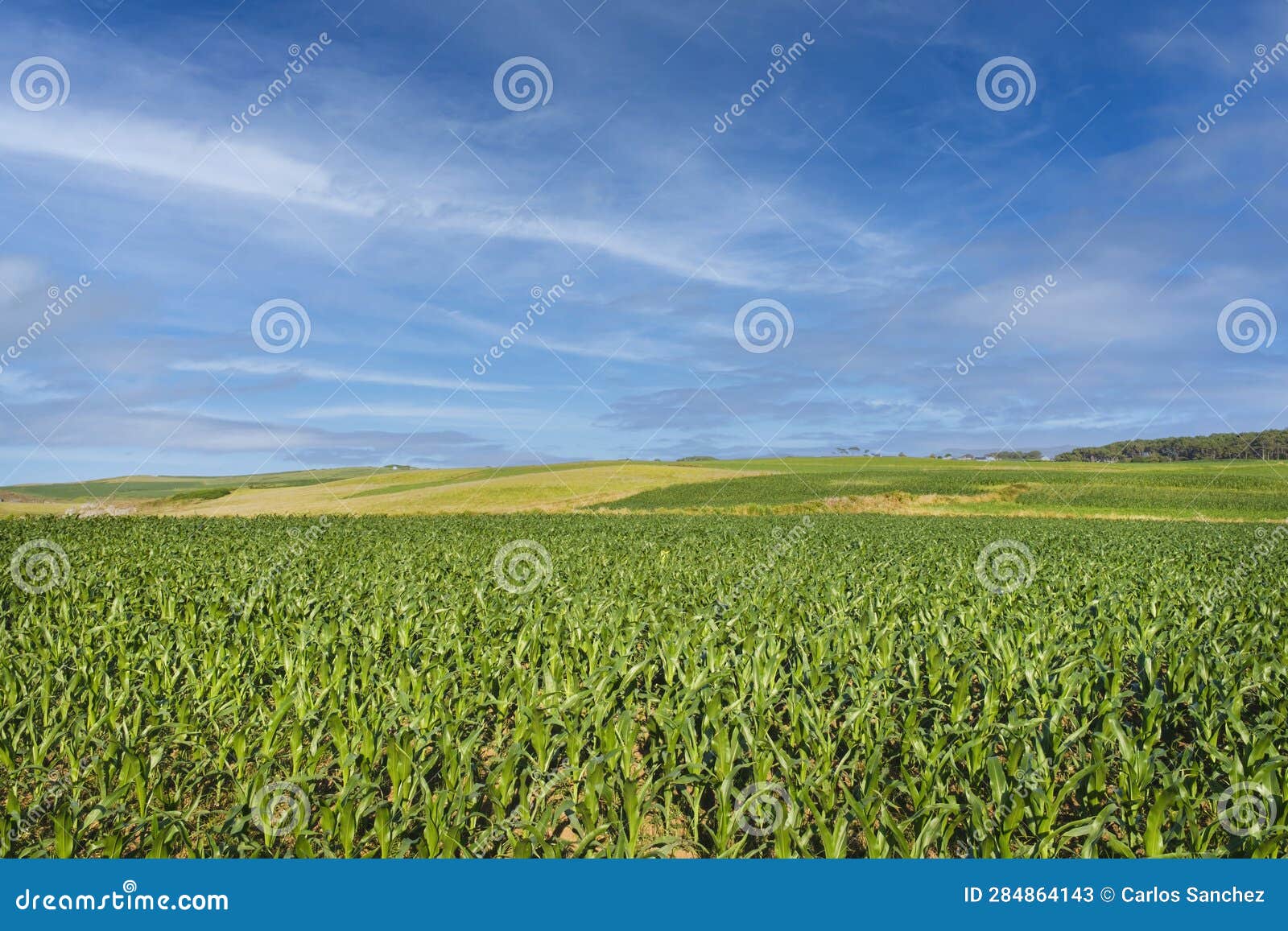 Close-up of a Corn Field with a Horizon in the Background. Stock Image ...