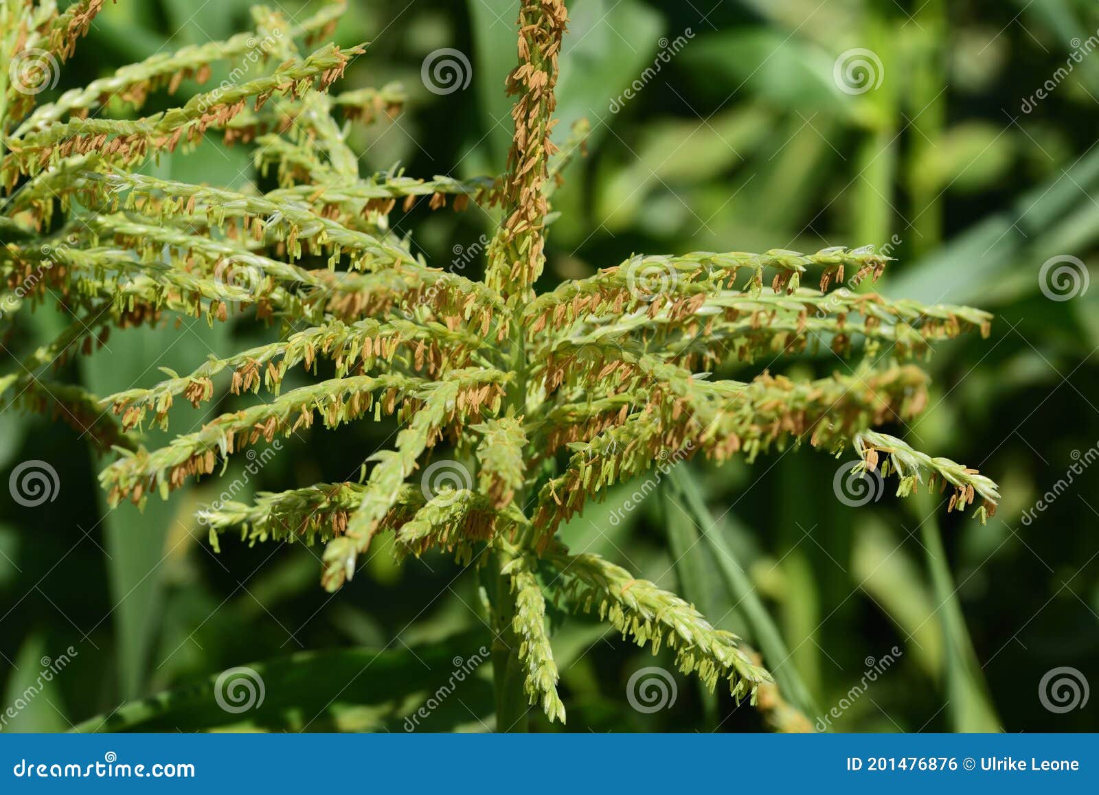Close Up of a Corn Flower with Yellow Bee Pollen Blowing in the Wind ...