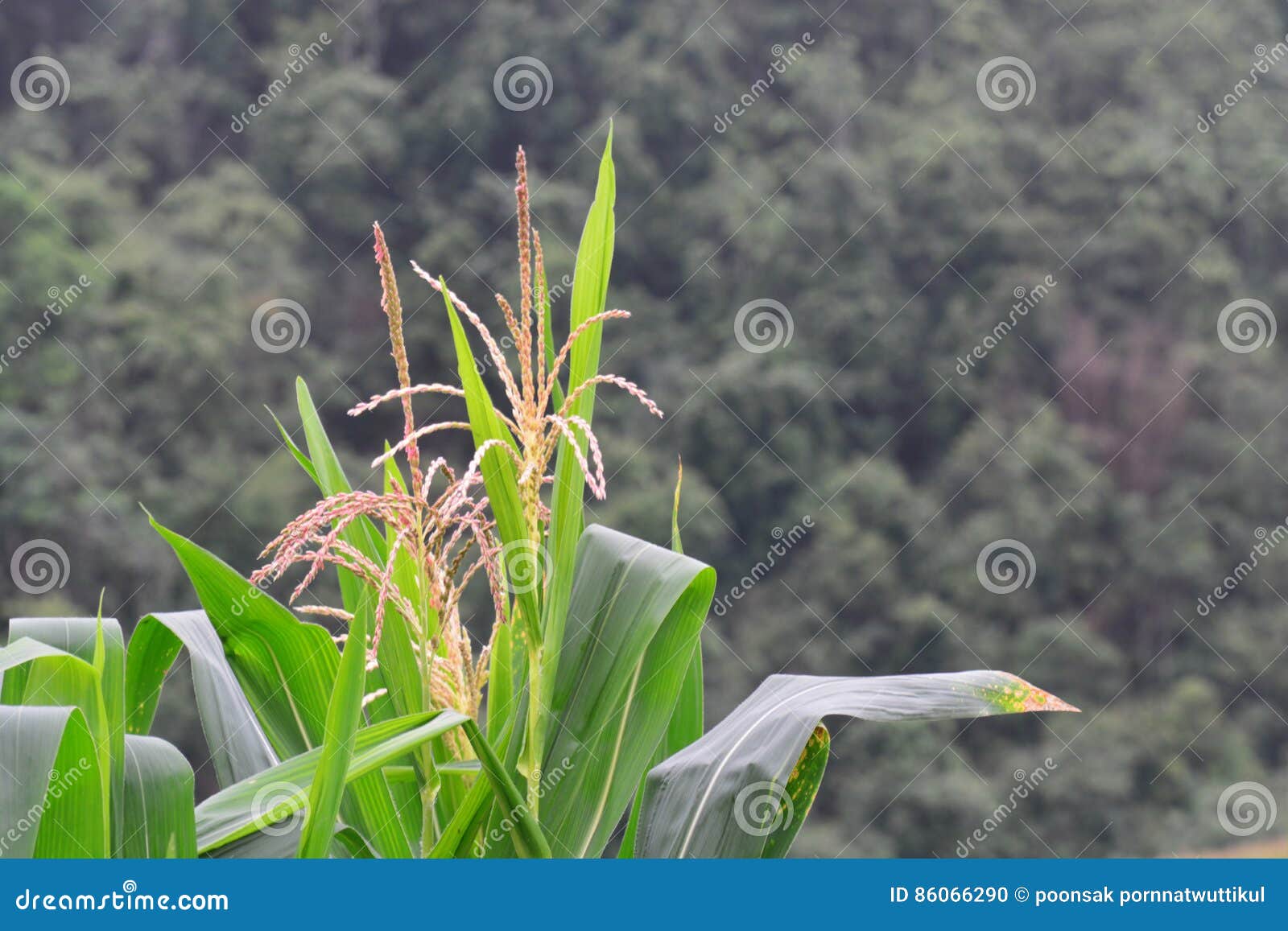 Close up corn flowering stock photo. Image of fresh, growth - 86066290