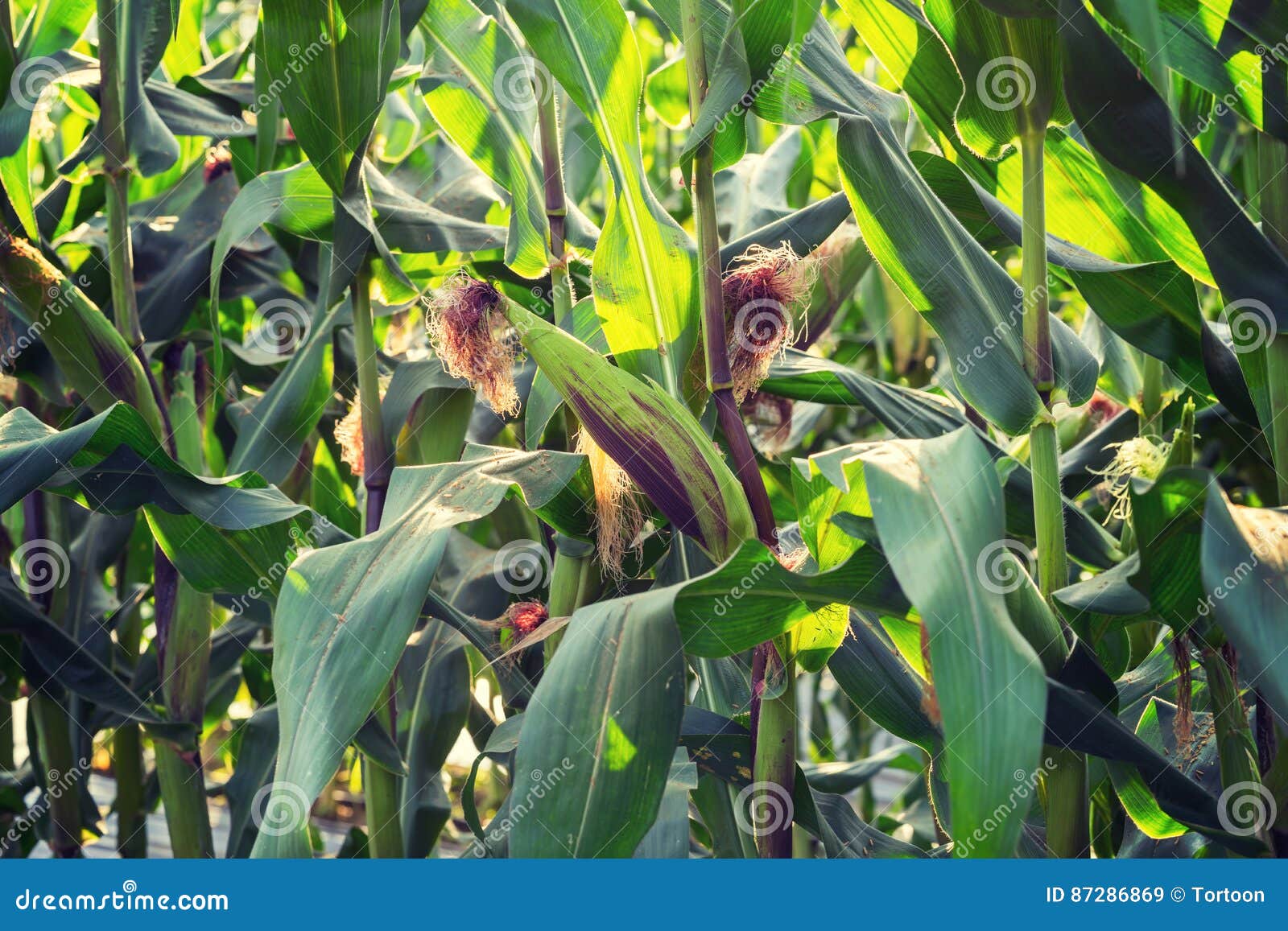 Close Up Corn Plant on Green Field Stock Image - Image of growth ...