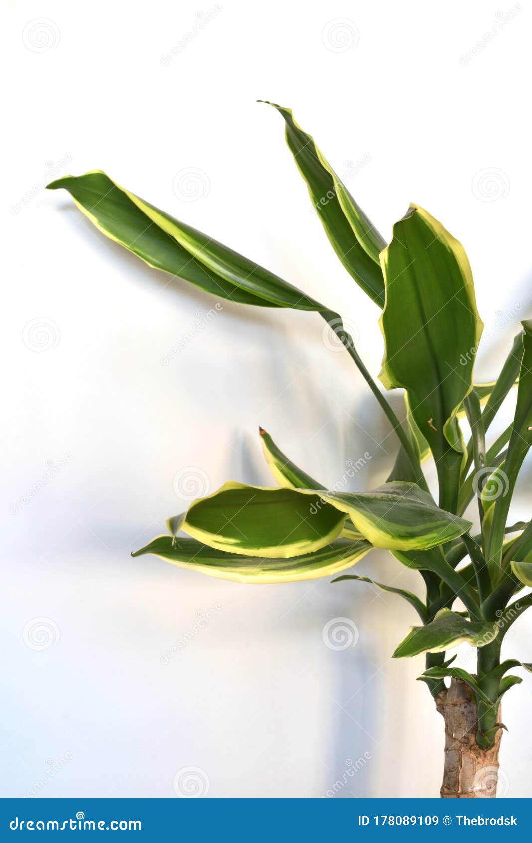 Close Up of Corn Plant Leaves Stock Image - Image of natural, white ...