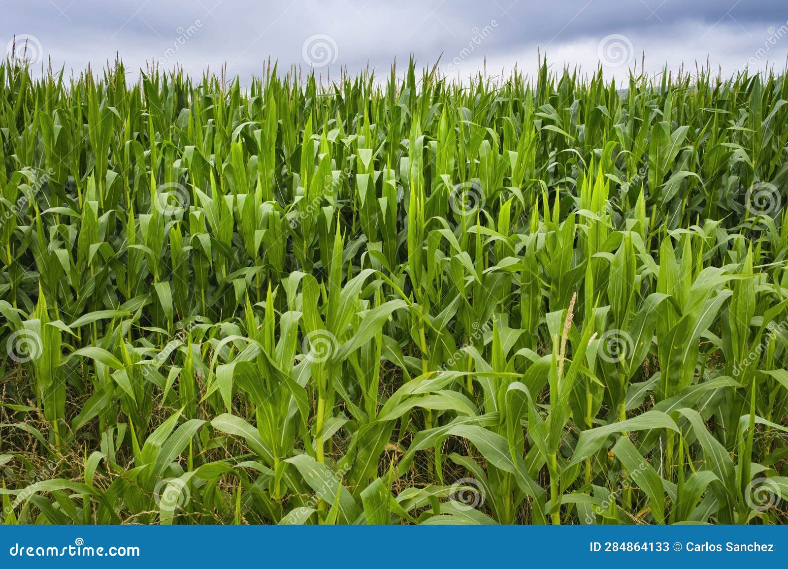 Close-up of a Corn Plantation with Very Overgrown Plants. Stock Image ...