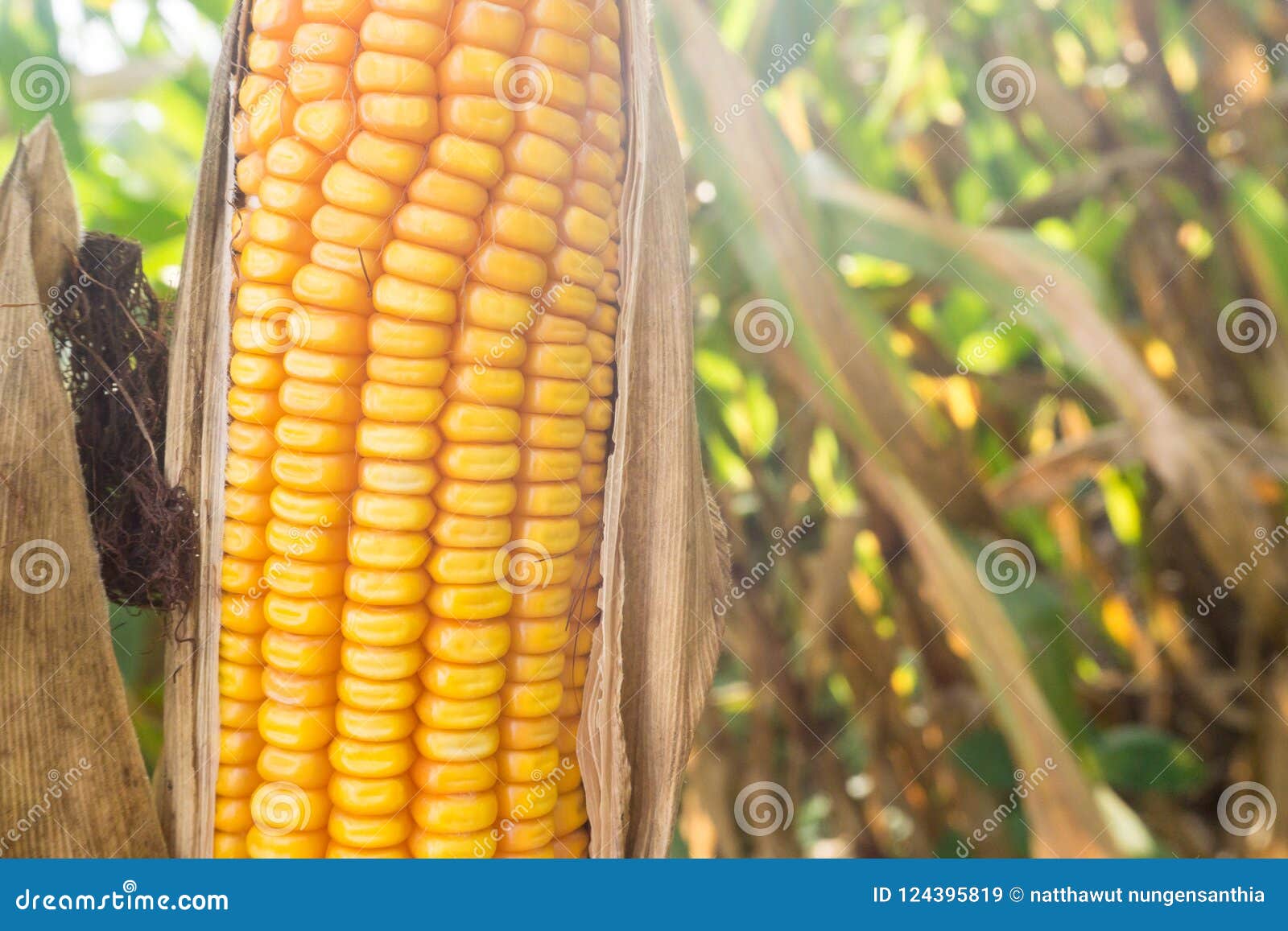 Close Up Corn Pods on the Tree with Harvest Stock Image - Image of ...