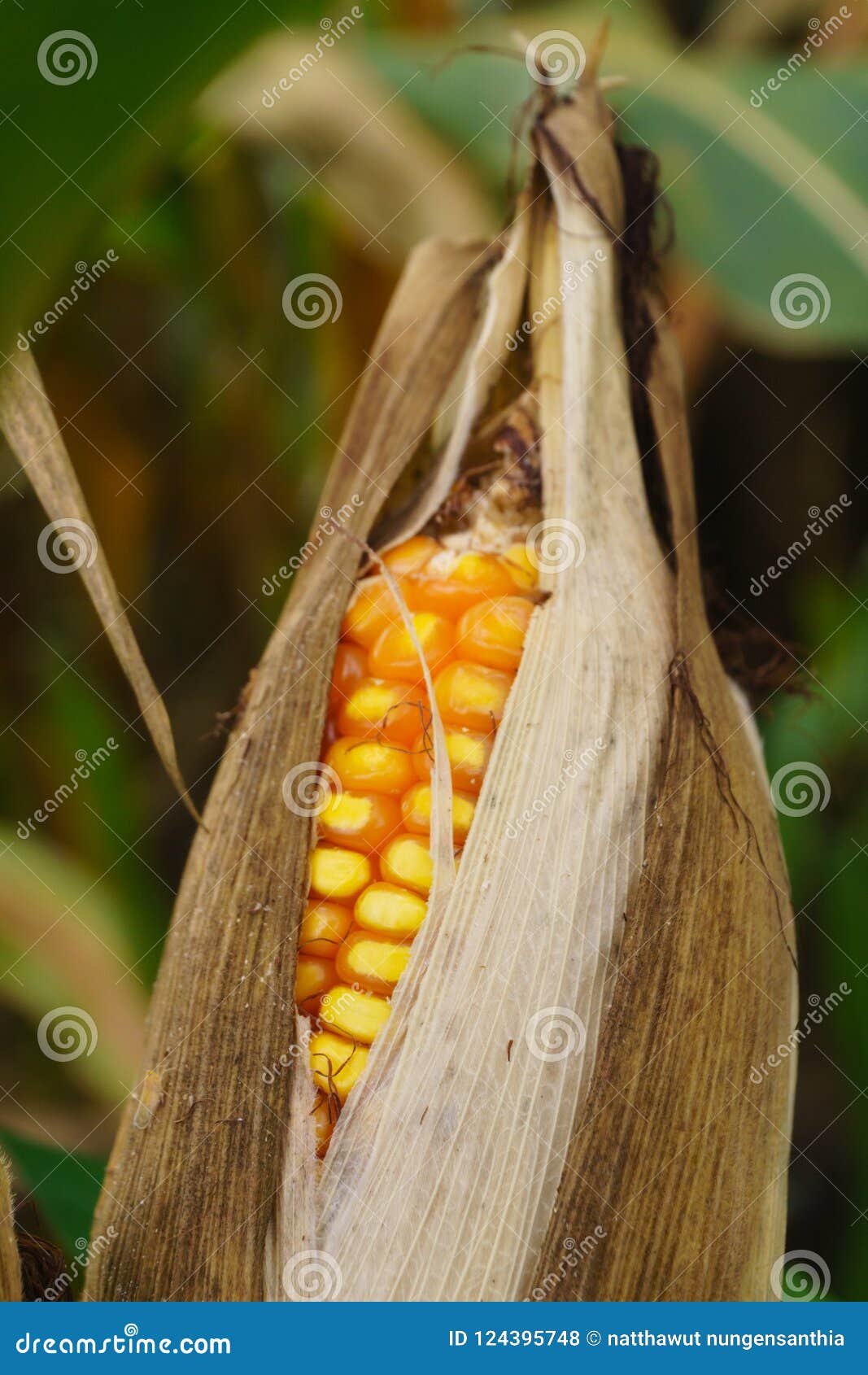 Close Up Corn Pods on the Tree with Harvest Stock Photo - Image of corn ...
