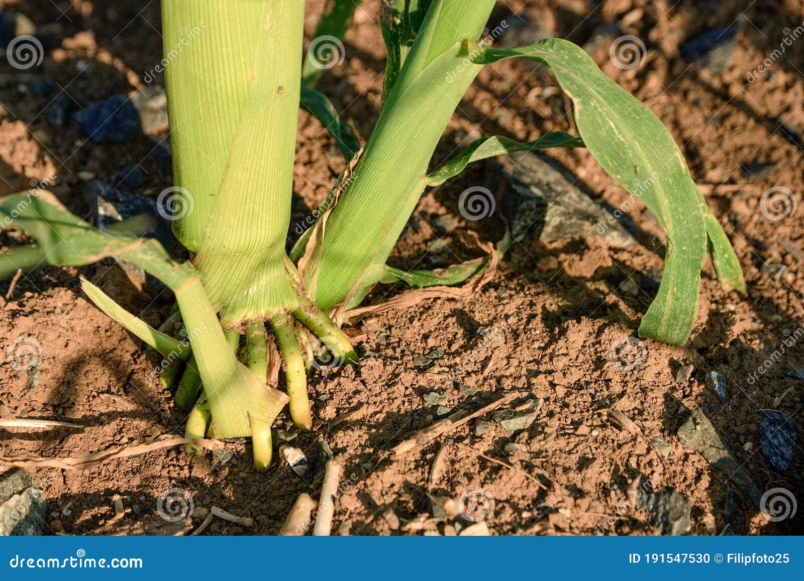 Detail of corn root stock photo. Image of summertime - 191547530