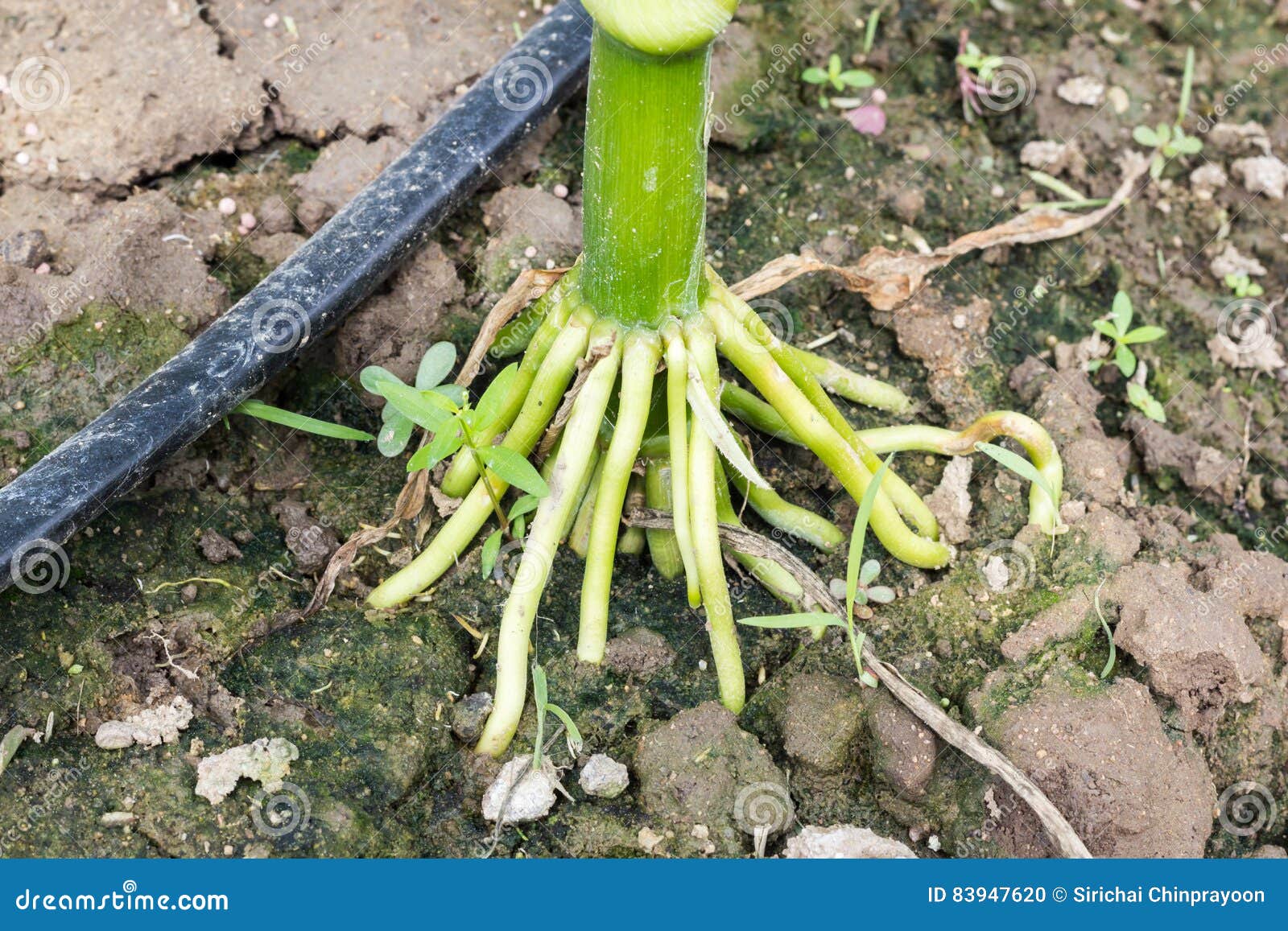 Close Up of Corn Root in the Field Stock Photo - Image of cereal, maize ...
