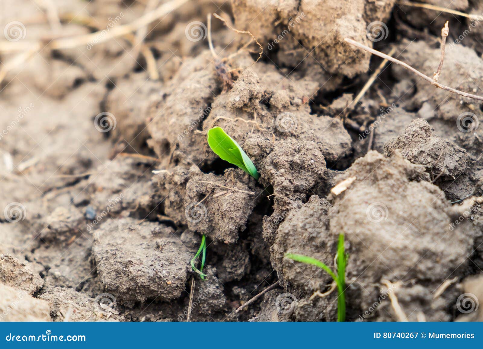 Close Up Corn Sapling Soil Cultivate Dry Stock Image - Image of clay ...