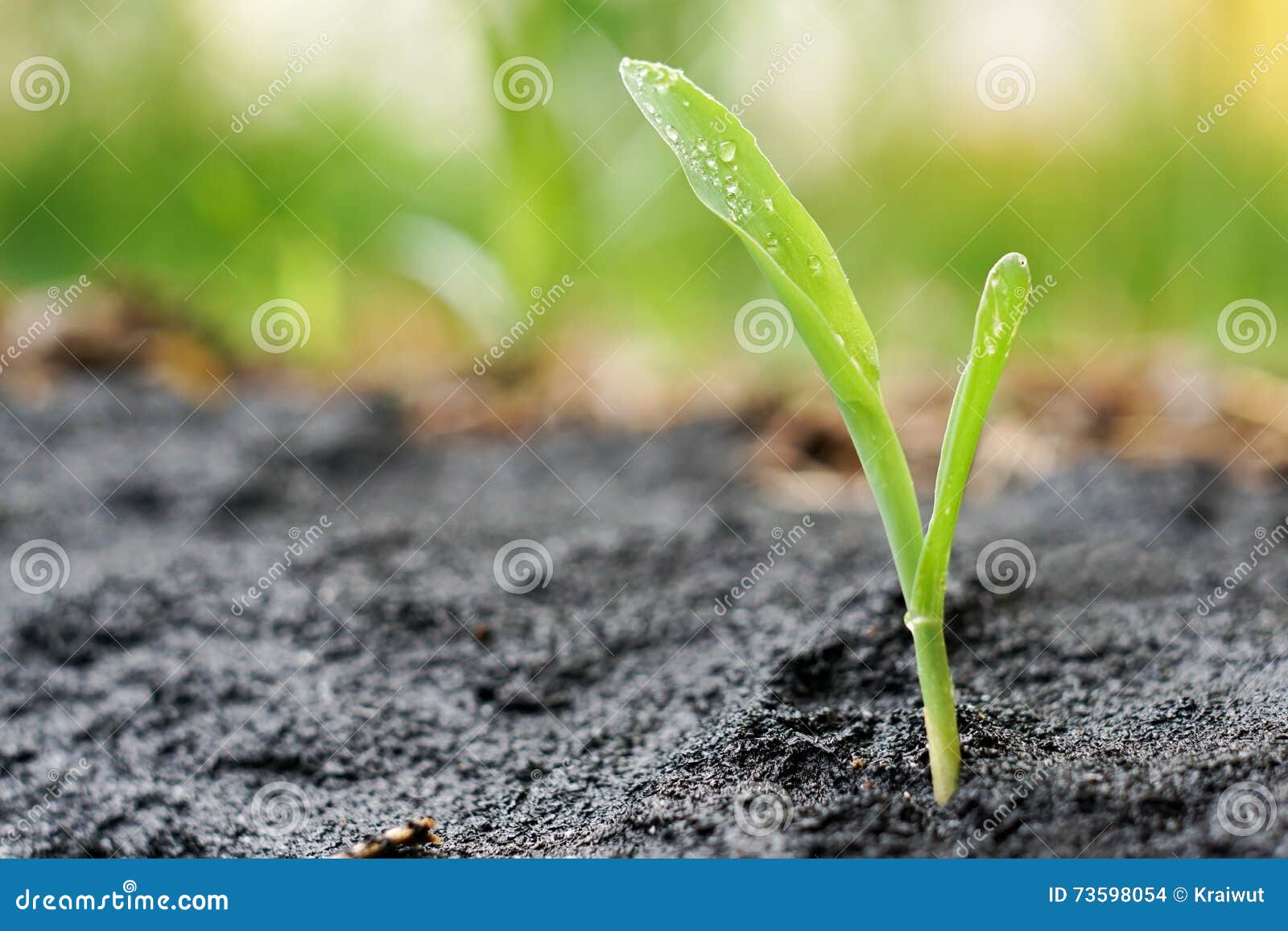 Close up of corn seedling stock photo. Image of droplet - 73598054