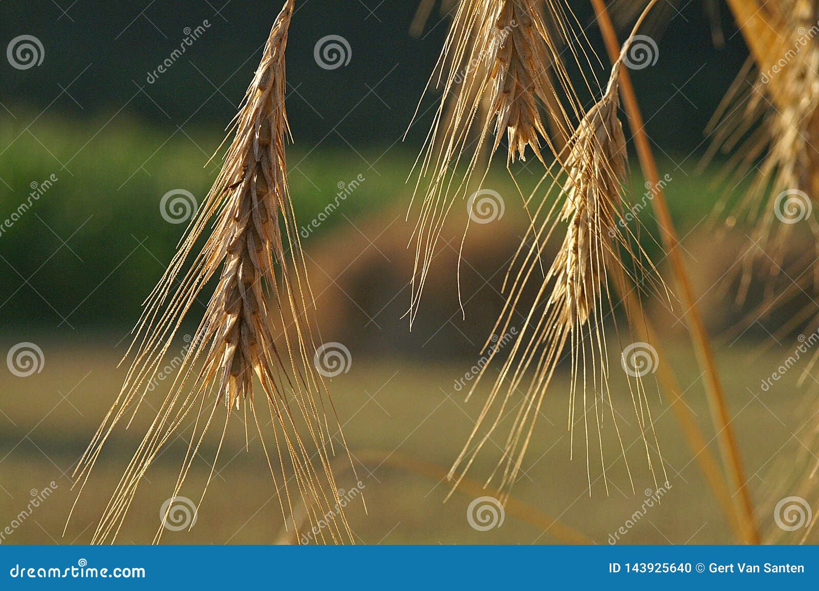 Close Up of Corn Sheafs Made from Just Harvested Grain Stock Photo ...