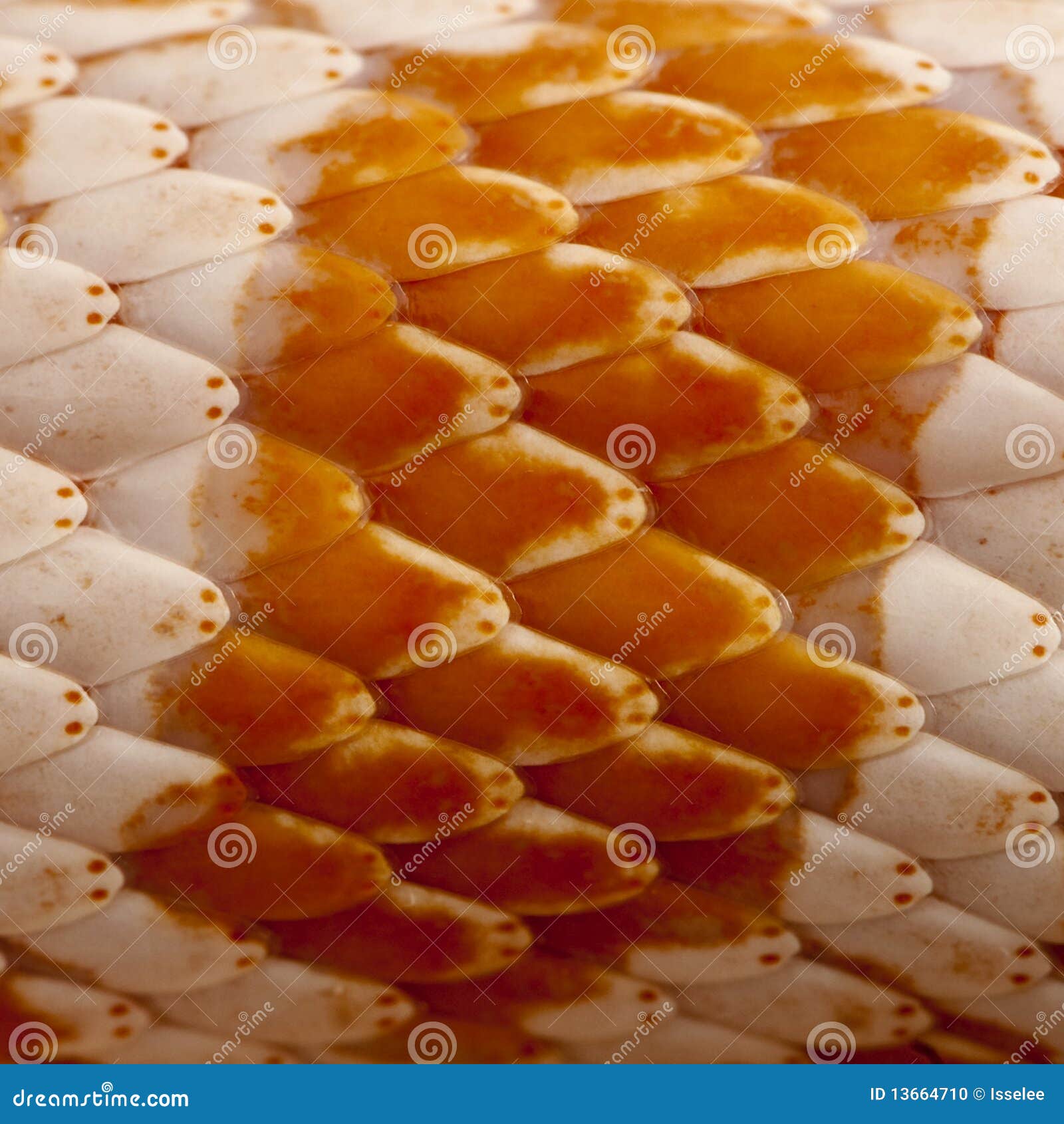 Close-up of Corn Snakeskin or Red Rat Snakeskin Stock Photo - Image of ...