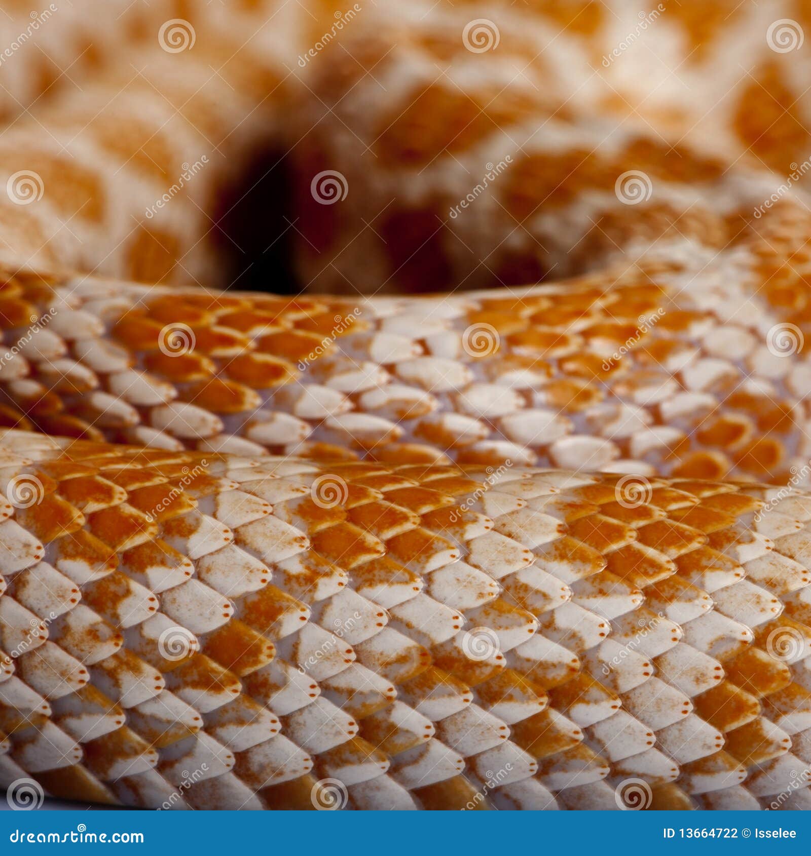 Close-up of Corn Snakeskin or Red Rat Snakeskin Stock Photo - Image of ...