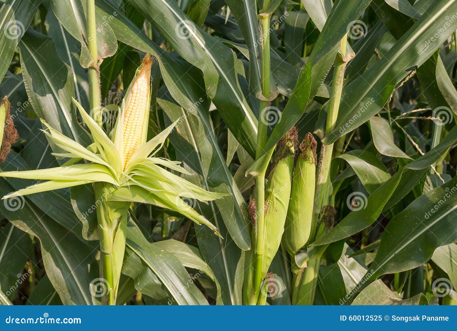 Close up corn on the stalk stock image. Image of environment - 60012525