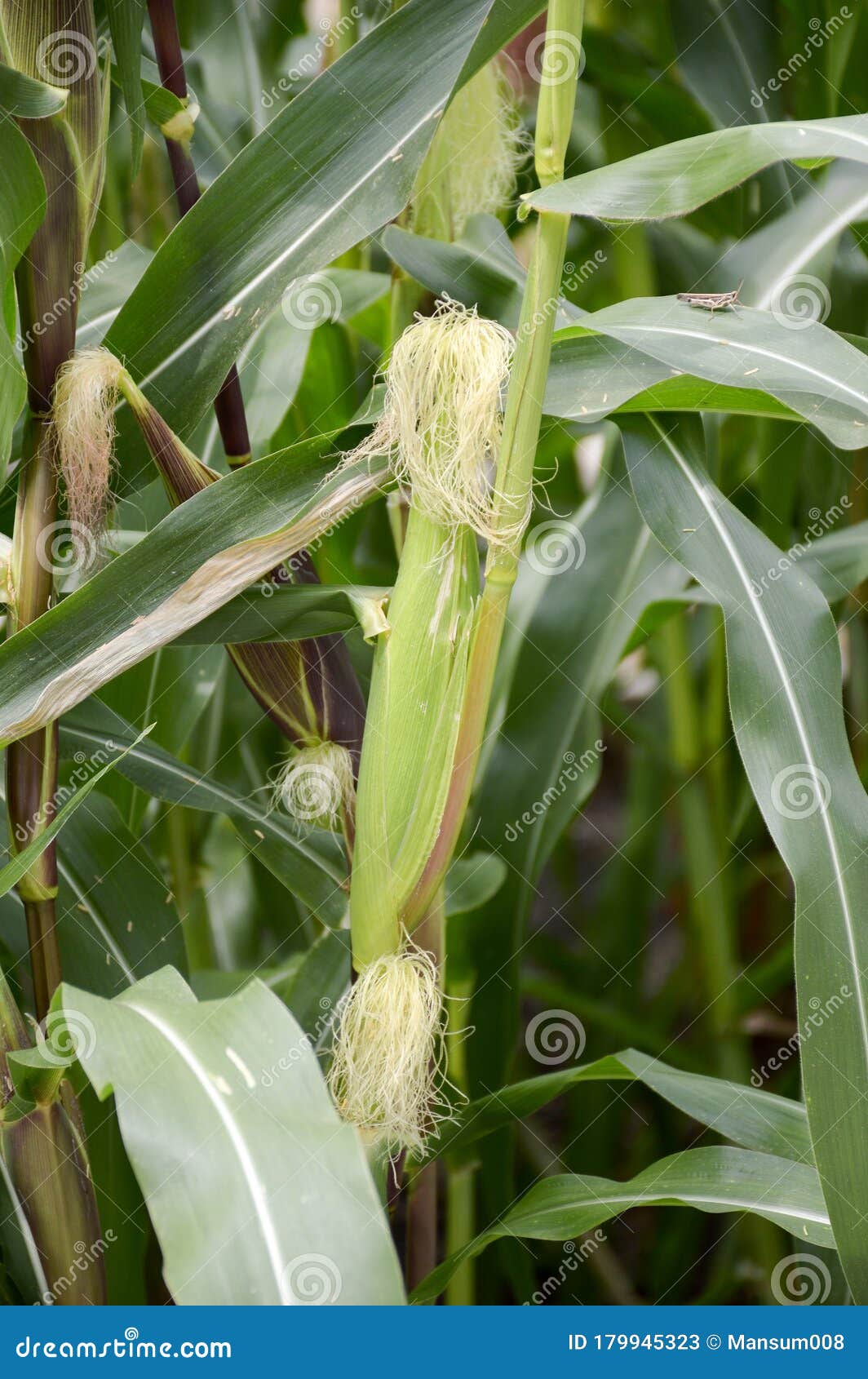 Corn Tree in Country Farm Thailand Stock Image - Image of nature ...