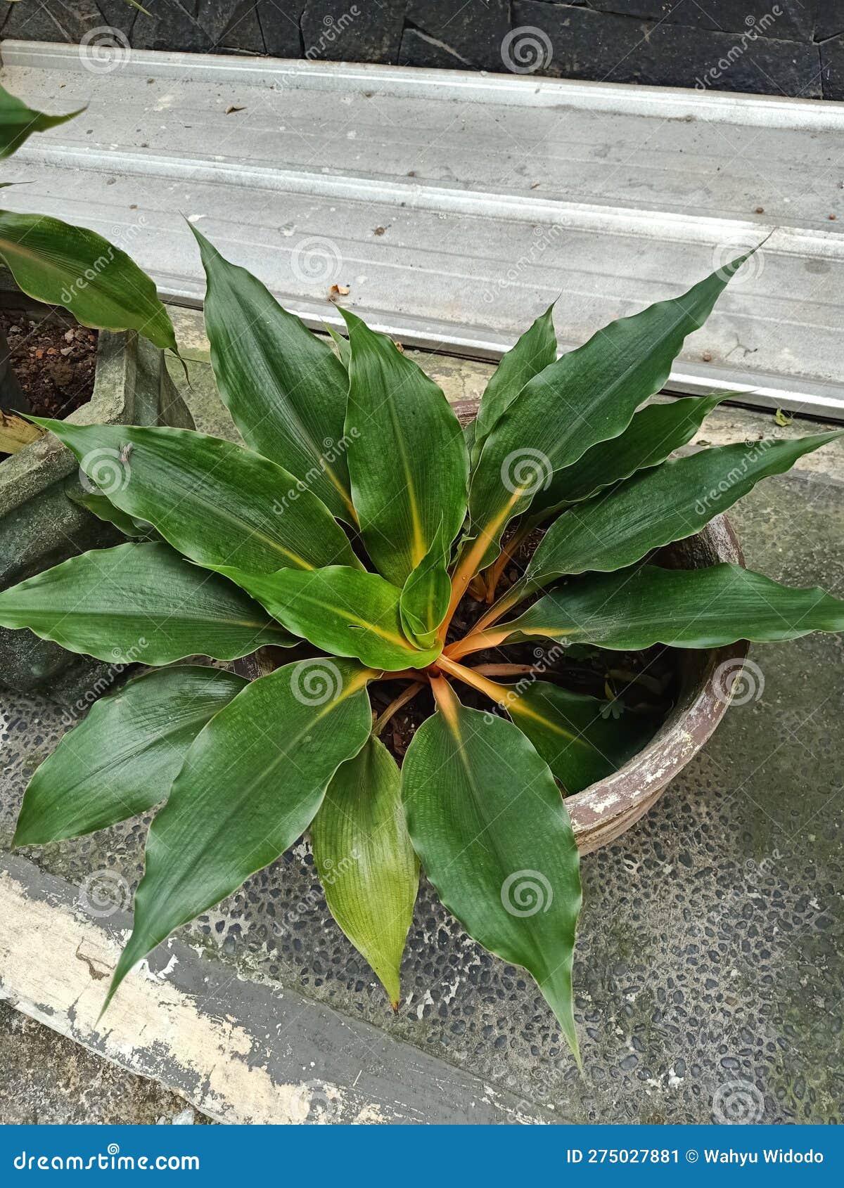 Close Up of Cornstalk Dracena Plant Stock Image - Image of decoration ...