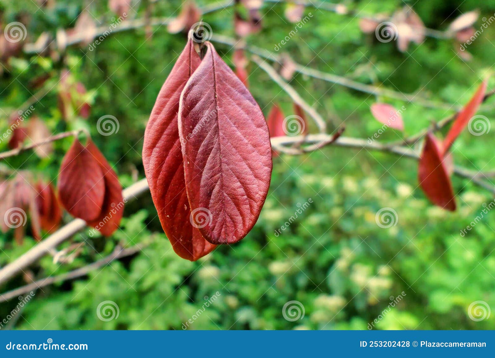 Cotoneaster lacteus stock photo. Image of background - 253202428