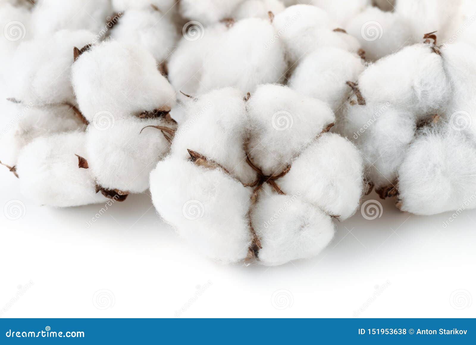 Close up of cotton bolls stock photo. Image of object - 151953638