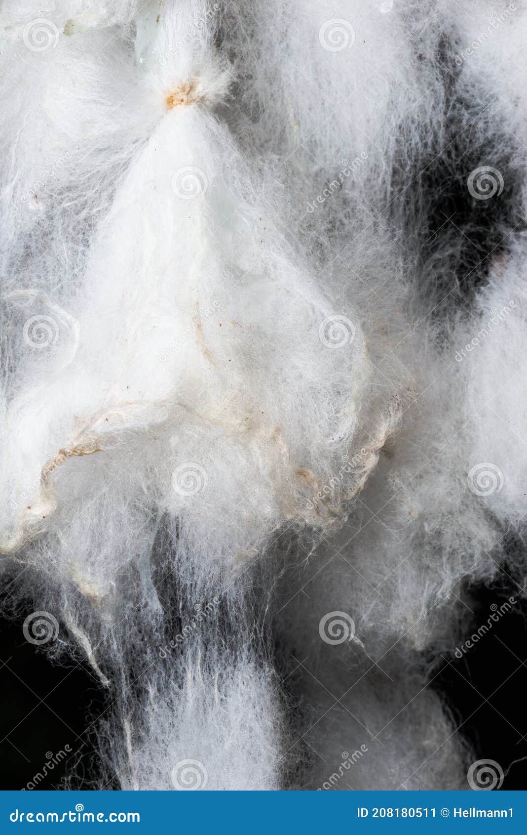 Close-up of Cotton stock image. Image of water, abstract - 208180511