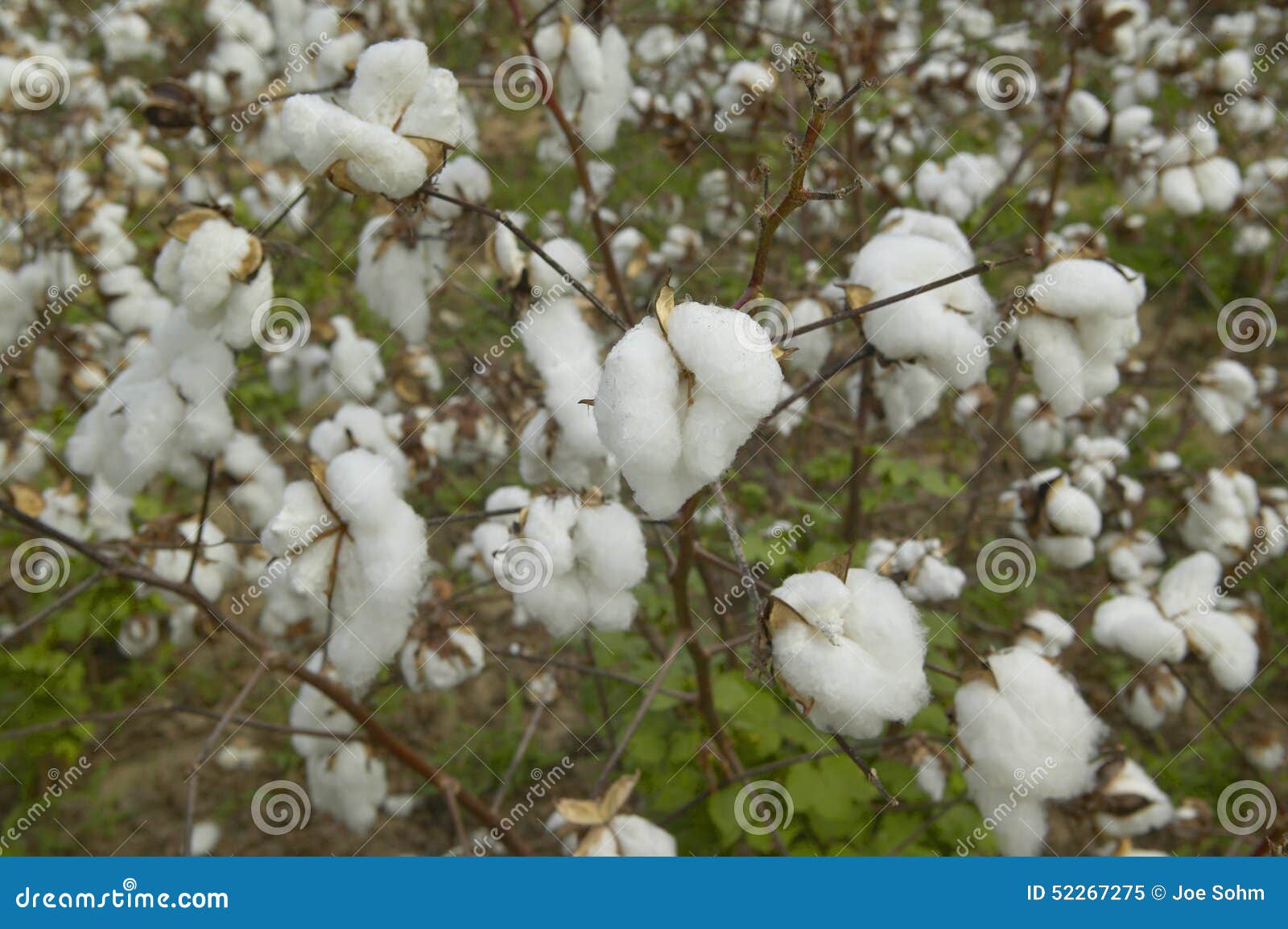 Close-up of Cotton Plants in Field Stock Image - Image of cultivated ...