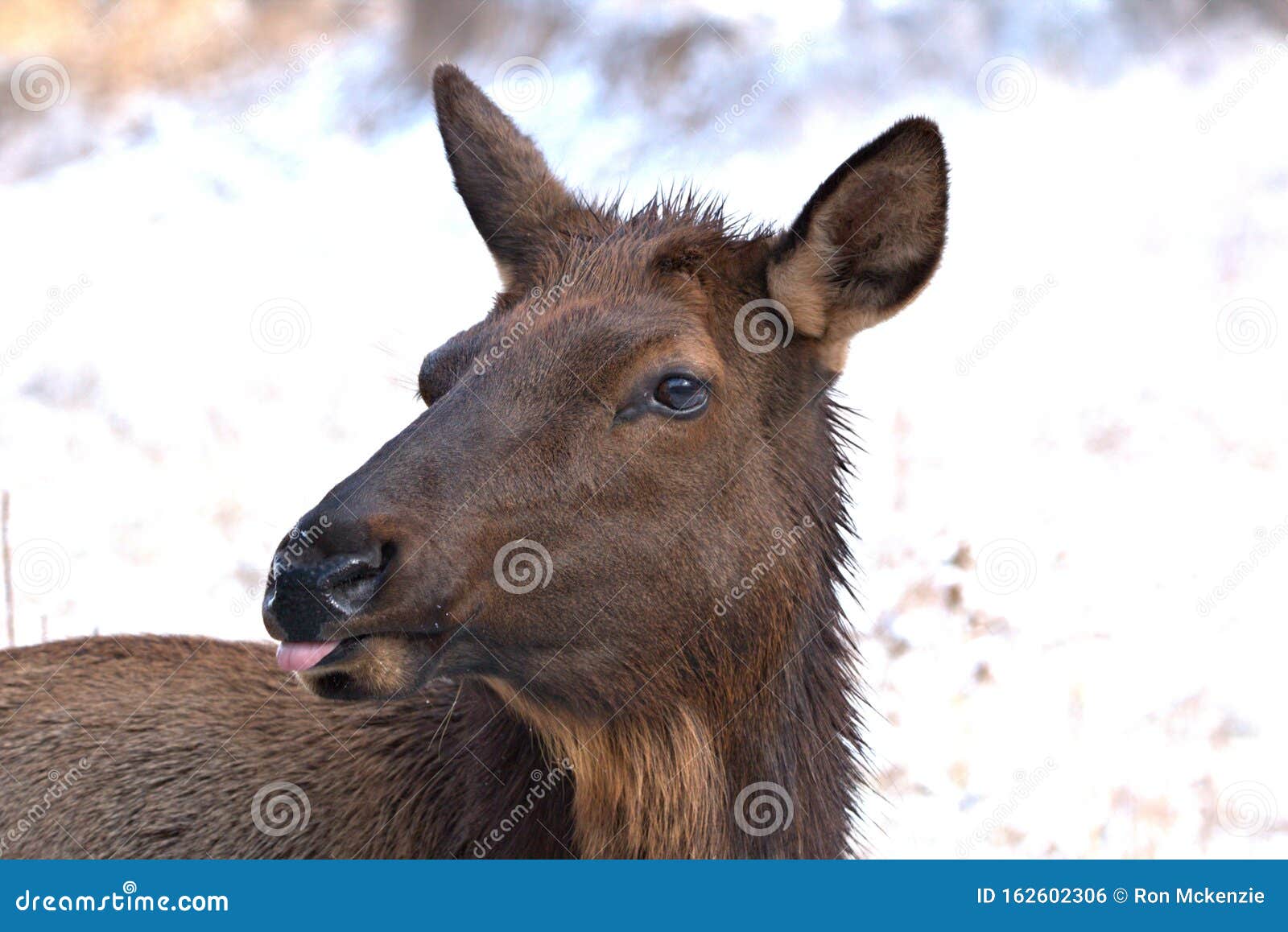 Close Up of a Cow Elk with a White Background Stock Photo - Image of ...