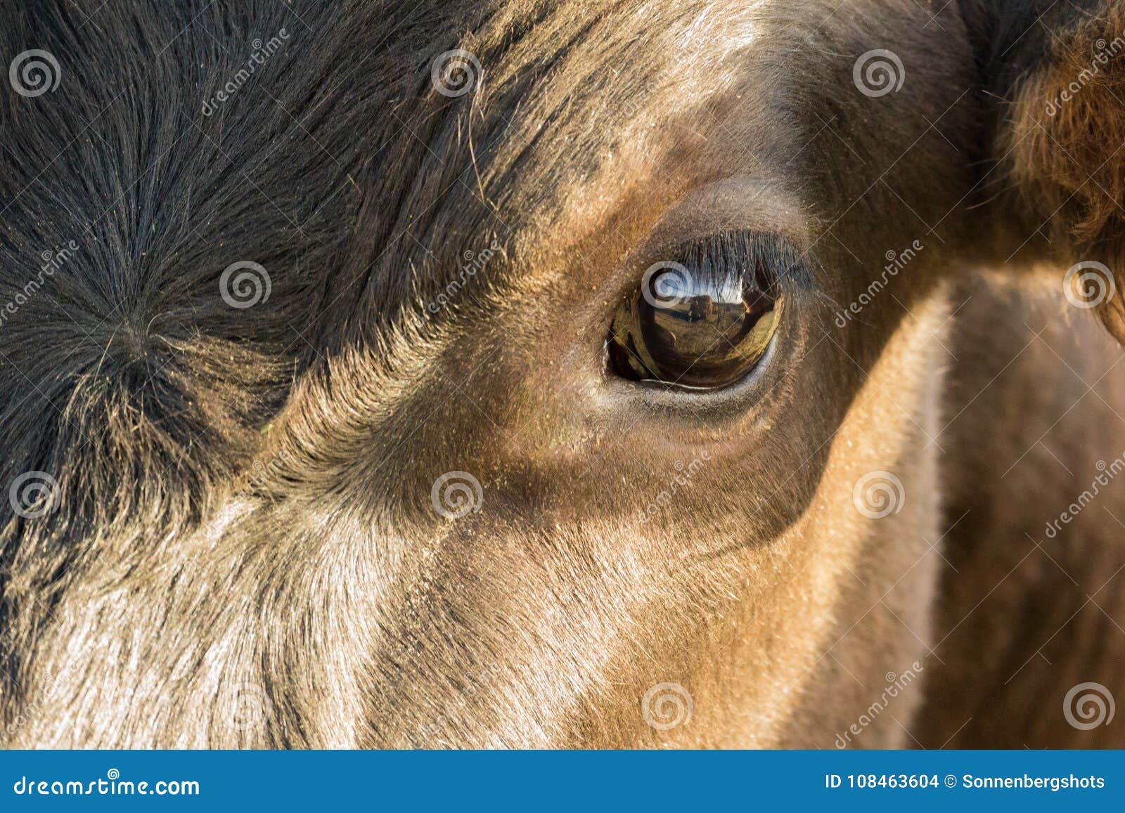 Close Up Cow Eye with Reflection Stock Photo - Image of outdoors, cattle: 108463604