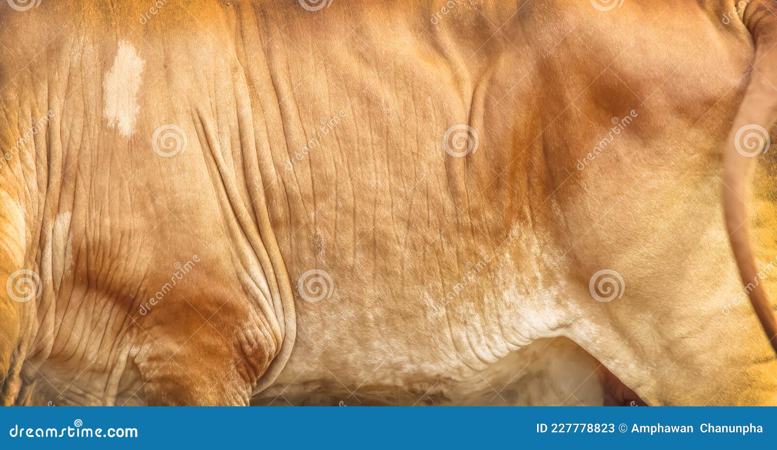 Cow Fur Texture Line Patterns Abstract for Brown Gold Background Stock ...
