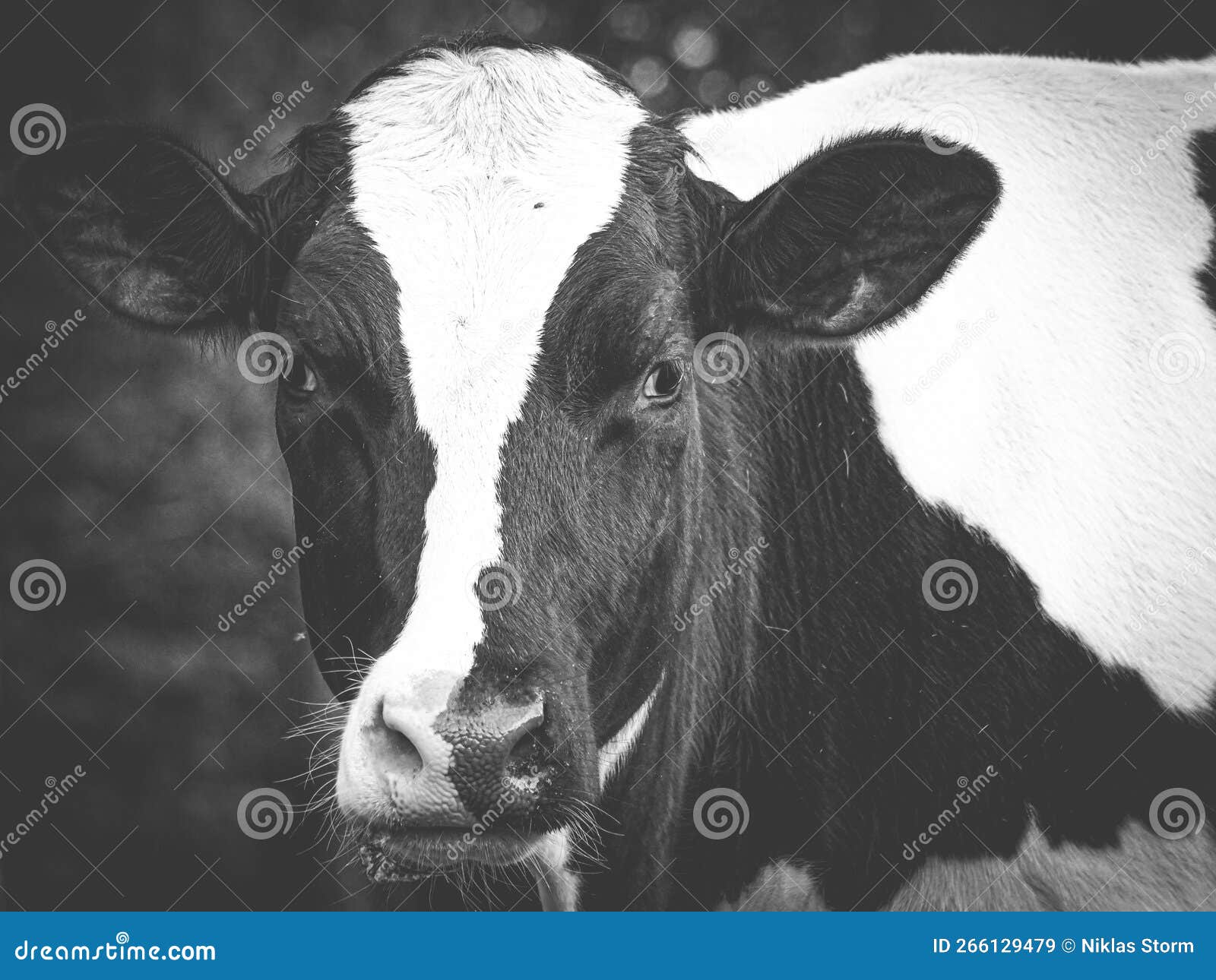 A Close Up of a Cow Looking at the Camera Stock Image - Image of cattle ...