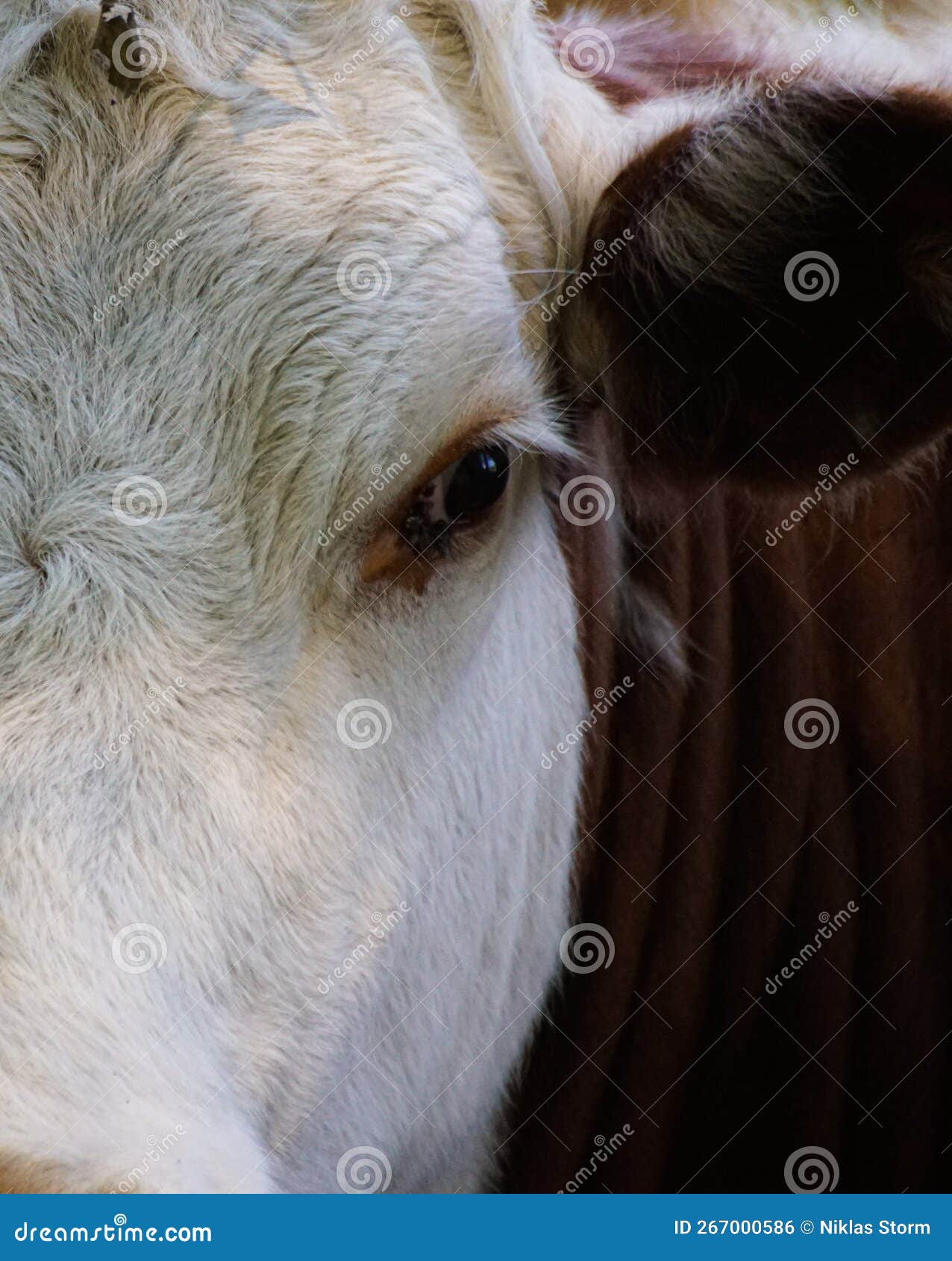 A Close Up of a Cow Looking at the Camera Stock Photo - Image of ...
