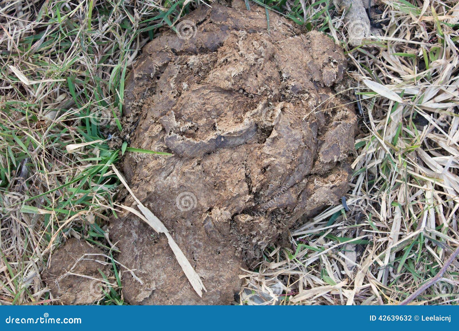 Buffalo Manure On Gravel,Buffalo Feces Stock Photo | CartoonDealer.com ...