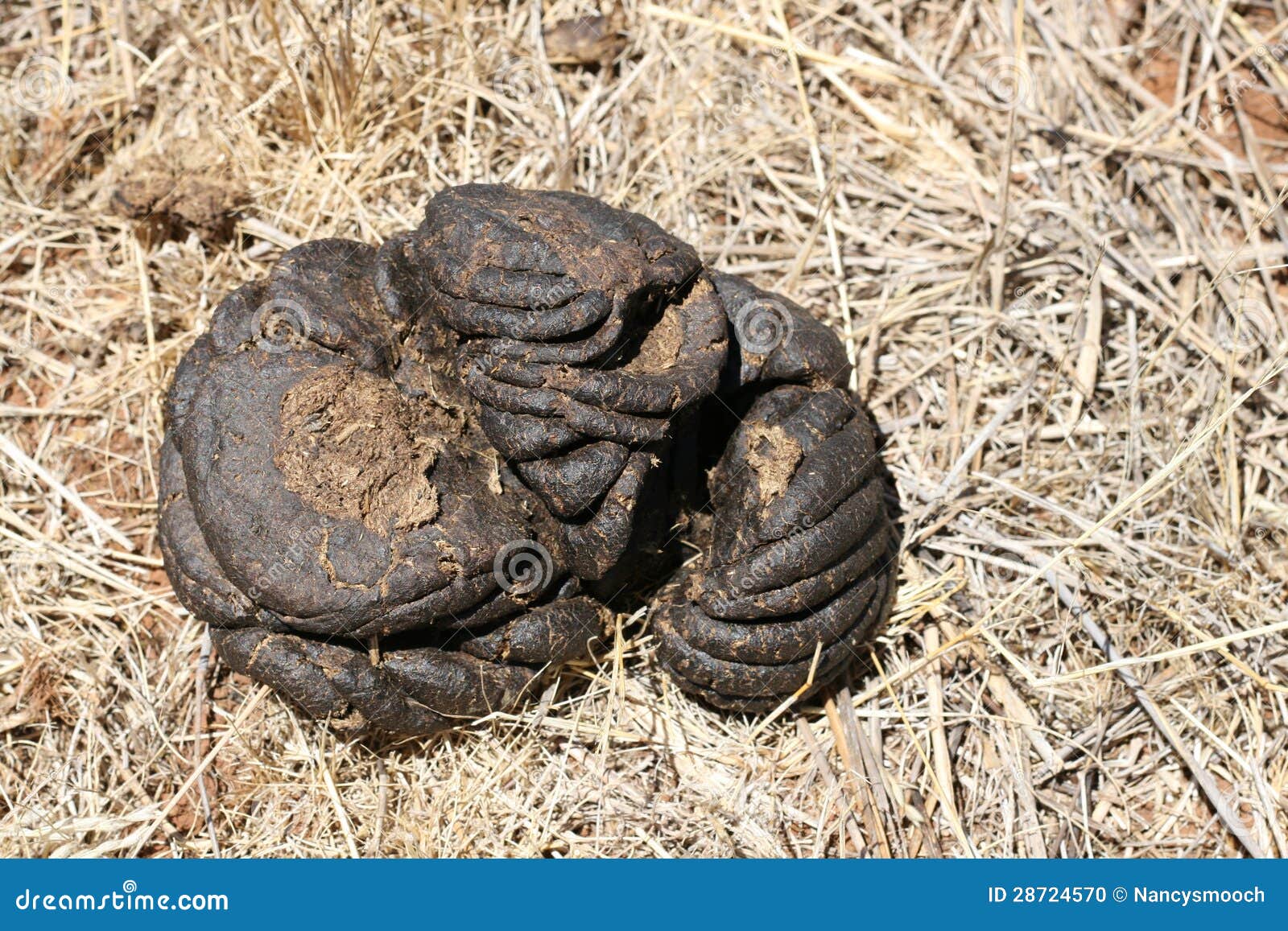 Close Up of Cow Pat stock photo. Image of farm, waste - 28724570