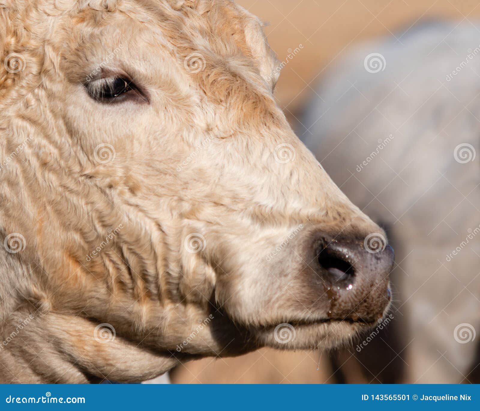 Close up of cow profile stock image. Image of head, breed - 143565501