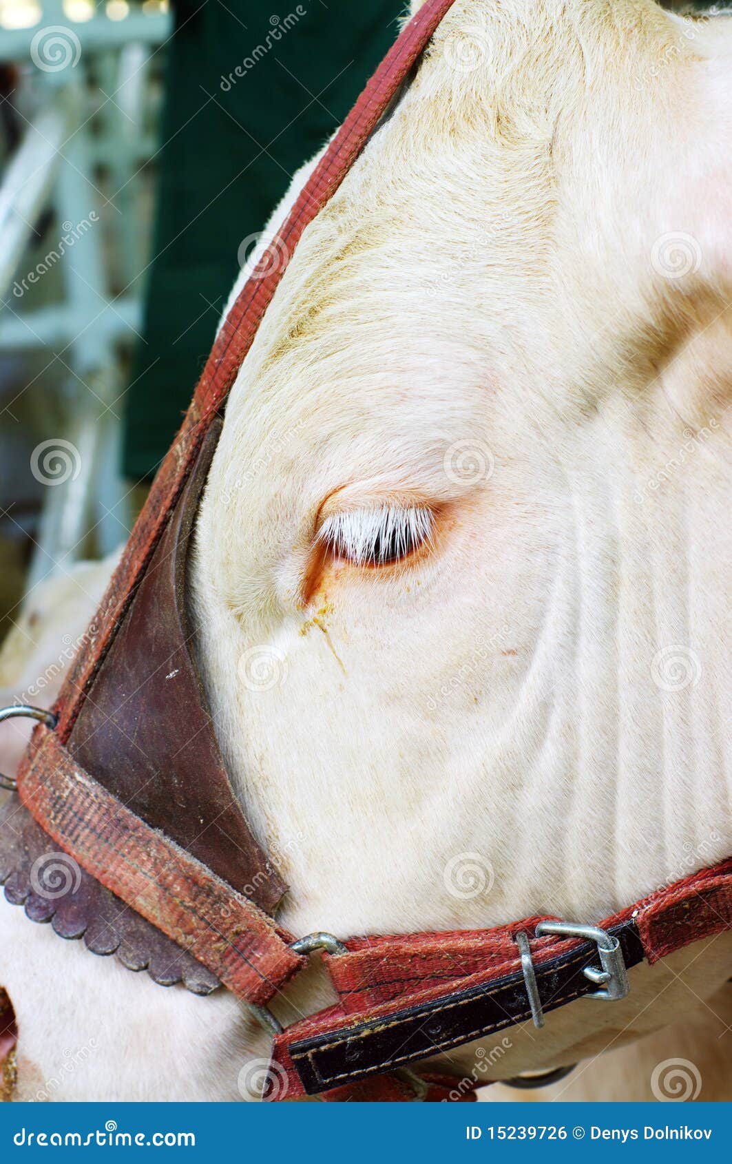 A Close Up of a Cow S Head. Stock Photo - Image of nose, farming: 15239726
