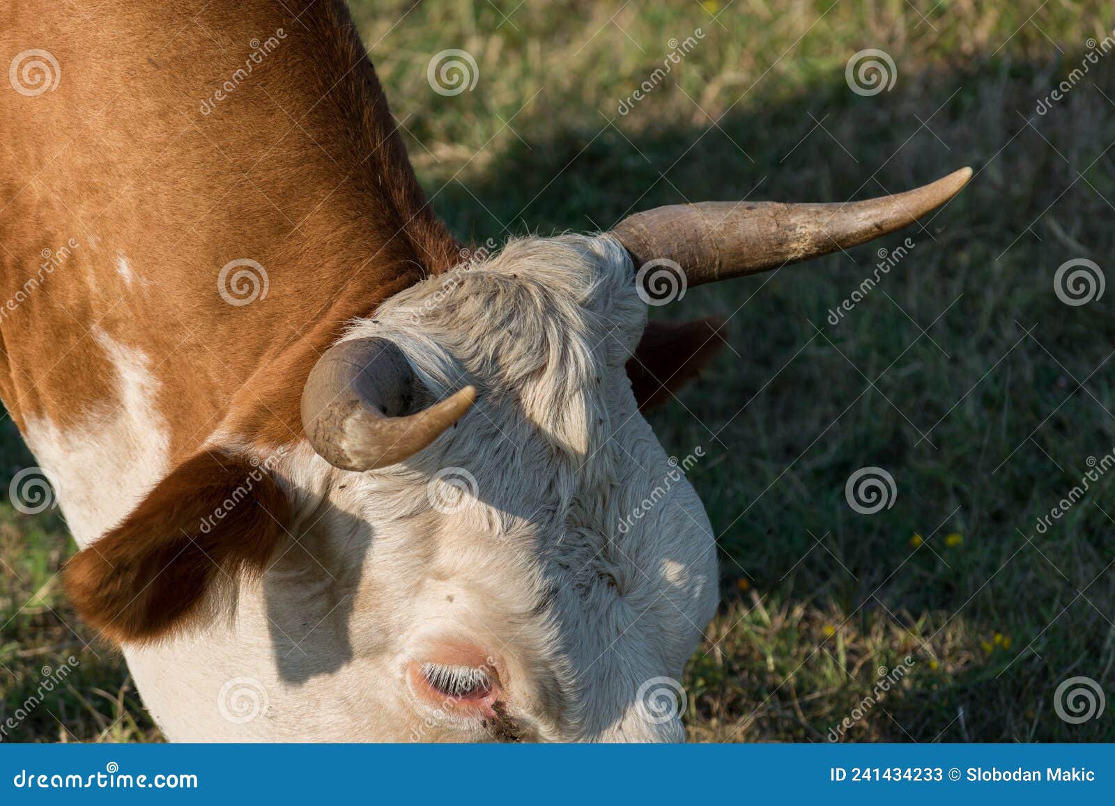 Close-up of a Cow`s Head, Forehead and Long Crooked Horns Stock Image ...