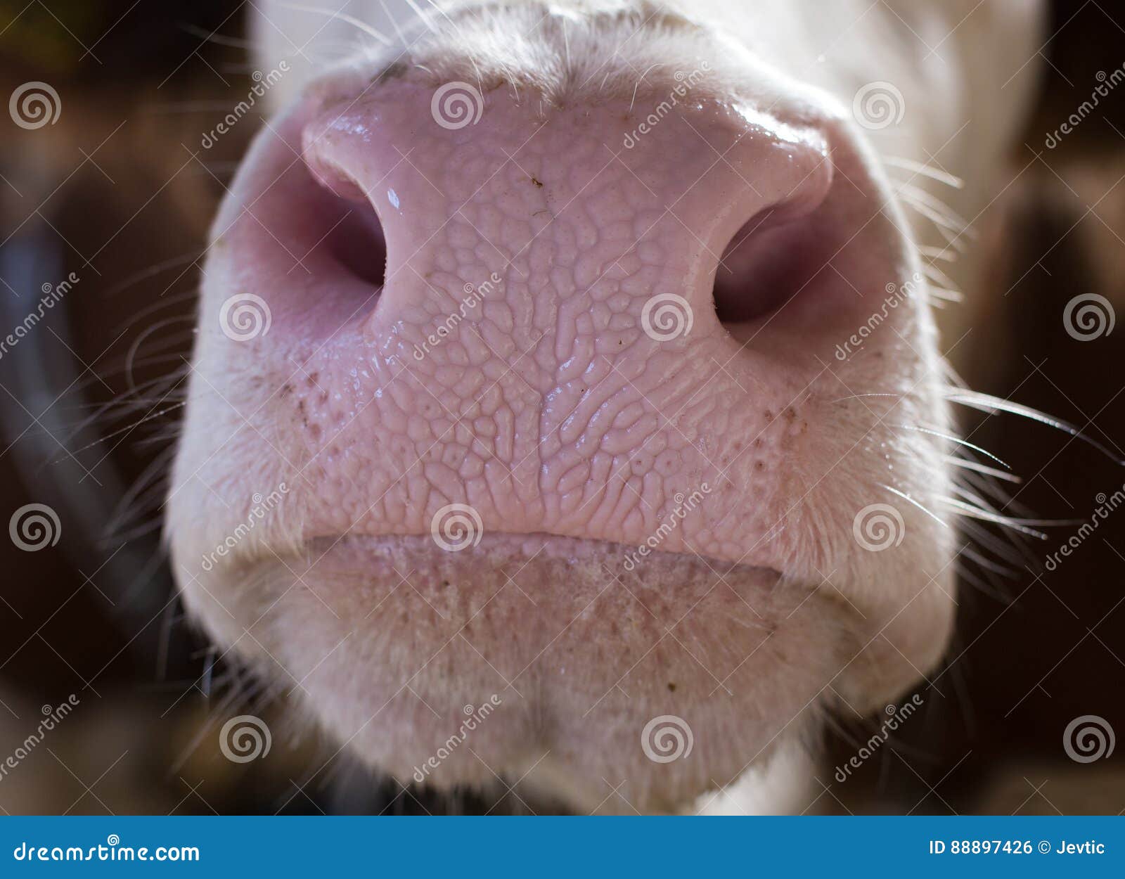 Close up of cow`s muzzle stock photo. Image of husbandry - 88897426
