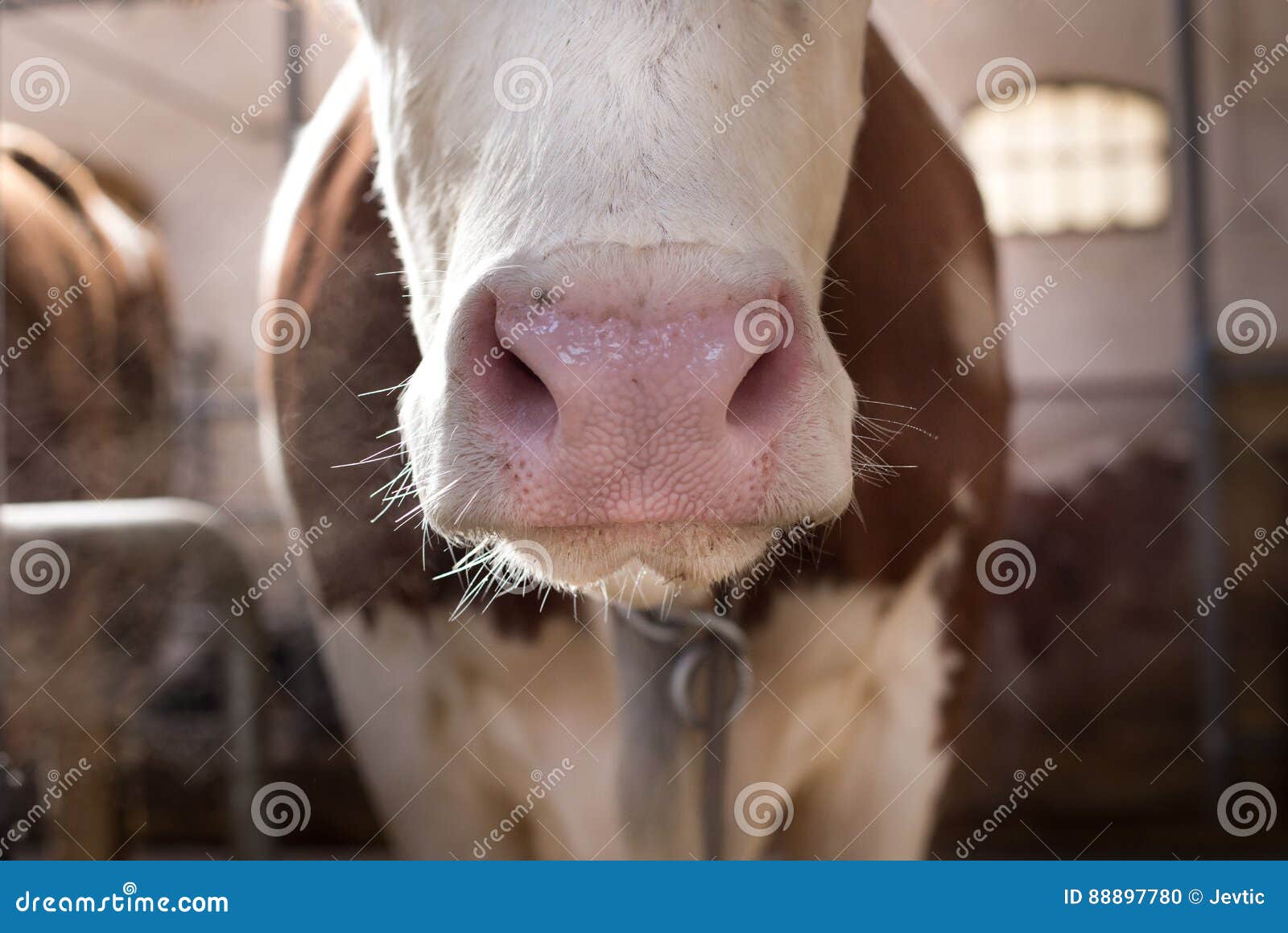 Close up of cow`s muzzle stock photo. Image of barn, livestock - 88897780