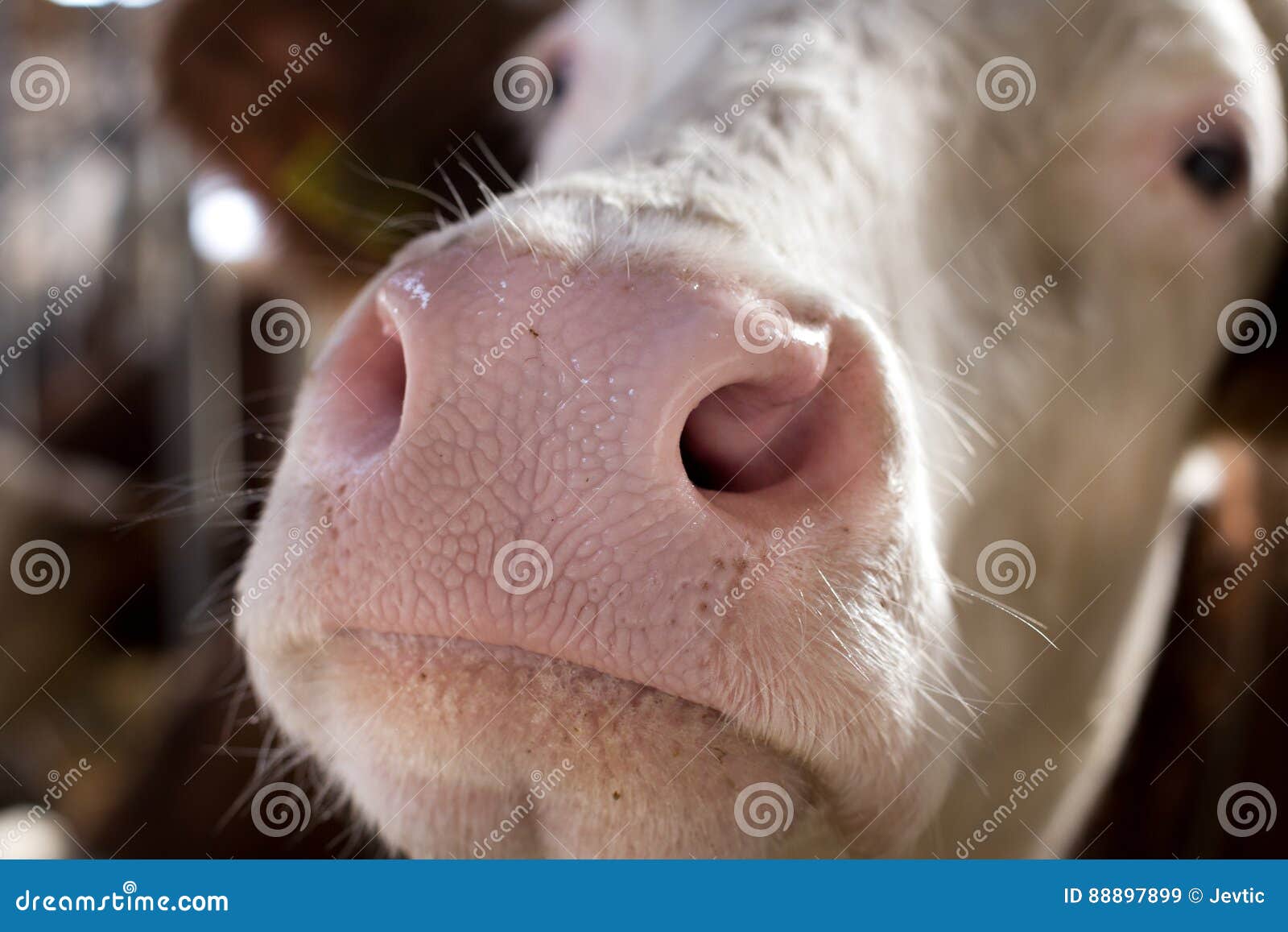 Close up of cow`s muzzle stock image. Image of husbandry - 88897899