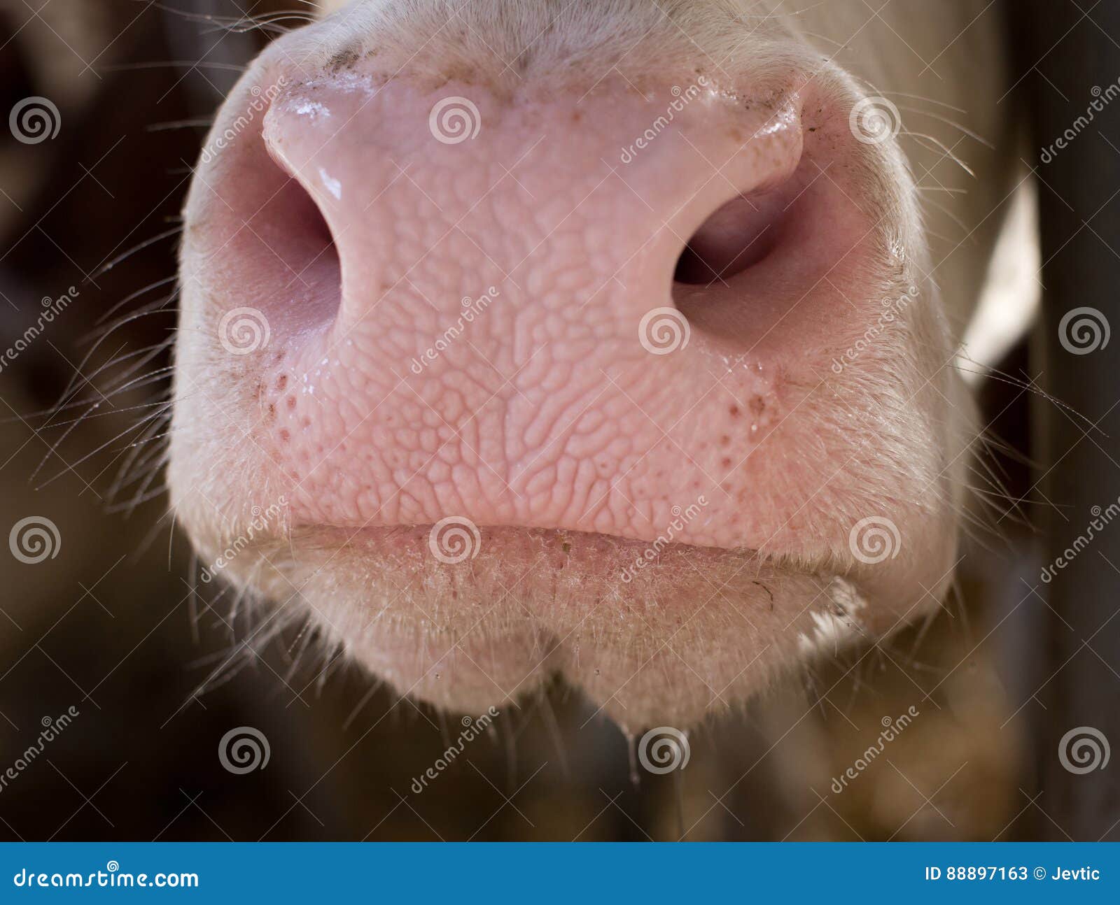 Close up of cow`s muzzle stock image. Image of close - 88897163