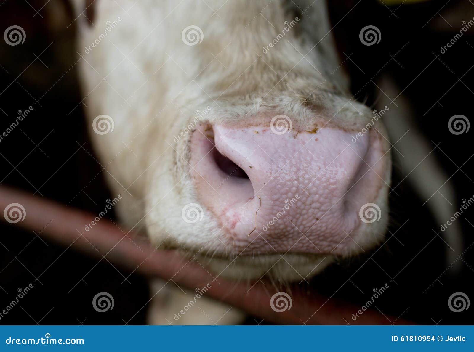 Close up of cow s muzzle stock photo. Image of cattle - 61810954