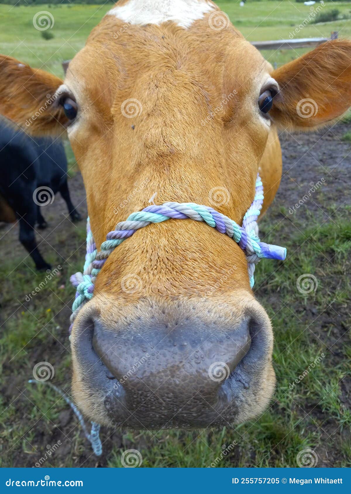 A cows face close up stock image. Image of hello, face - 255757205