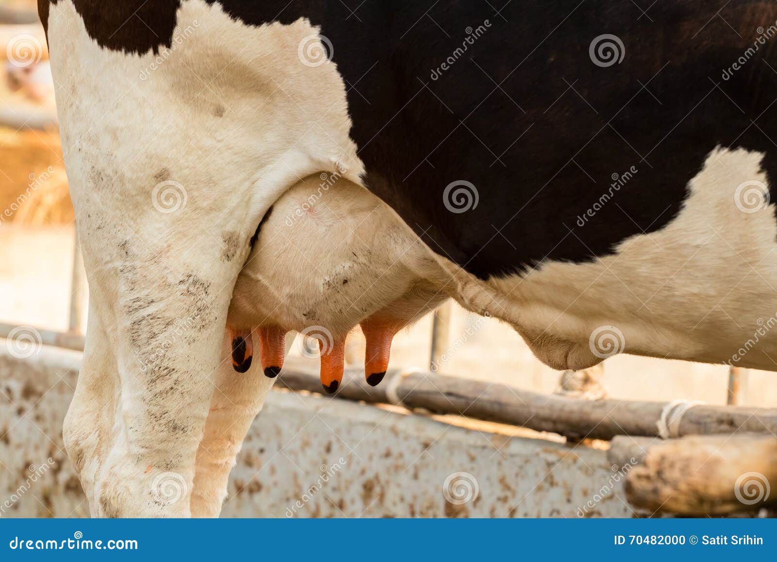 Close Up of Cow Udder in a Farm Stock Photo - Image of length, farming ...