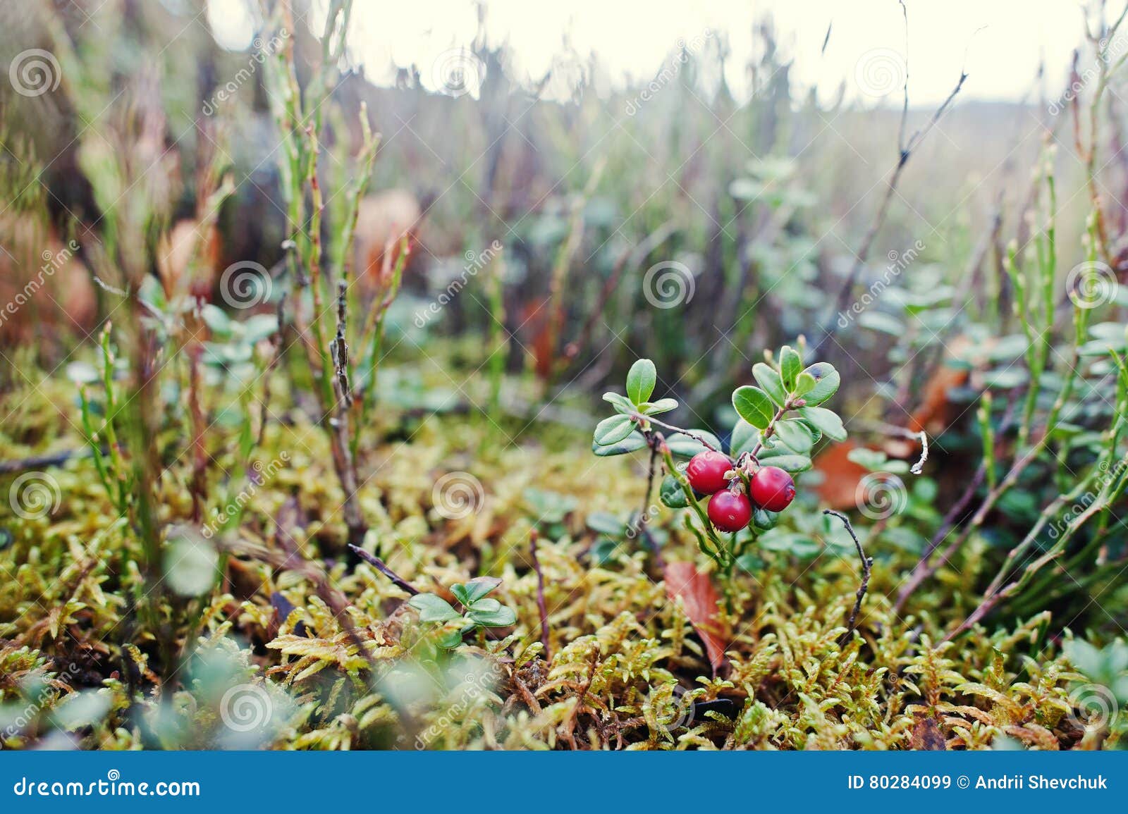 Close Up Cowberry Berries on Mountain Hill. Stock Image - Image of ...