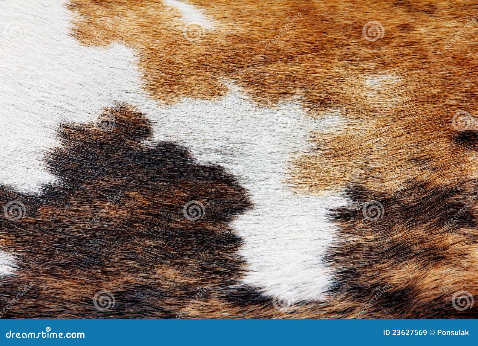 Close Up of Cowhide Background Stock Image - Image of cattle, close ...