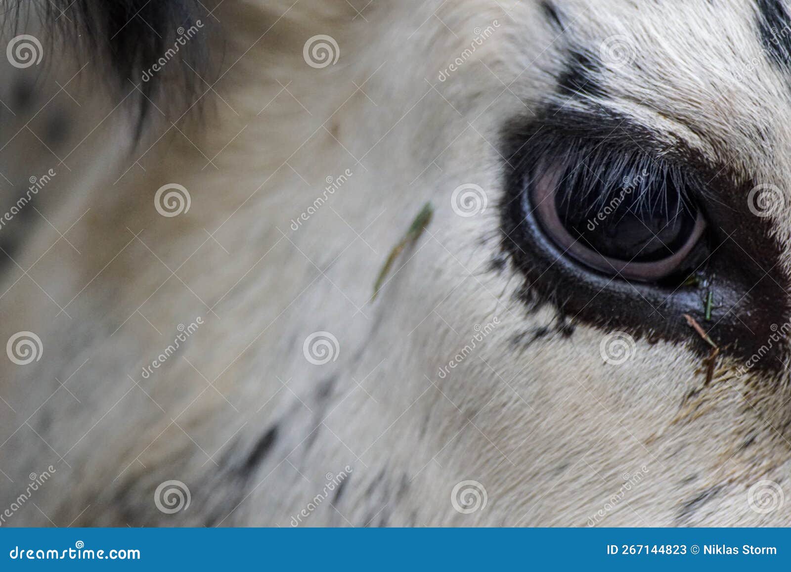 A close up of a cows eye stock image. Image of close - 267144823
