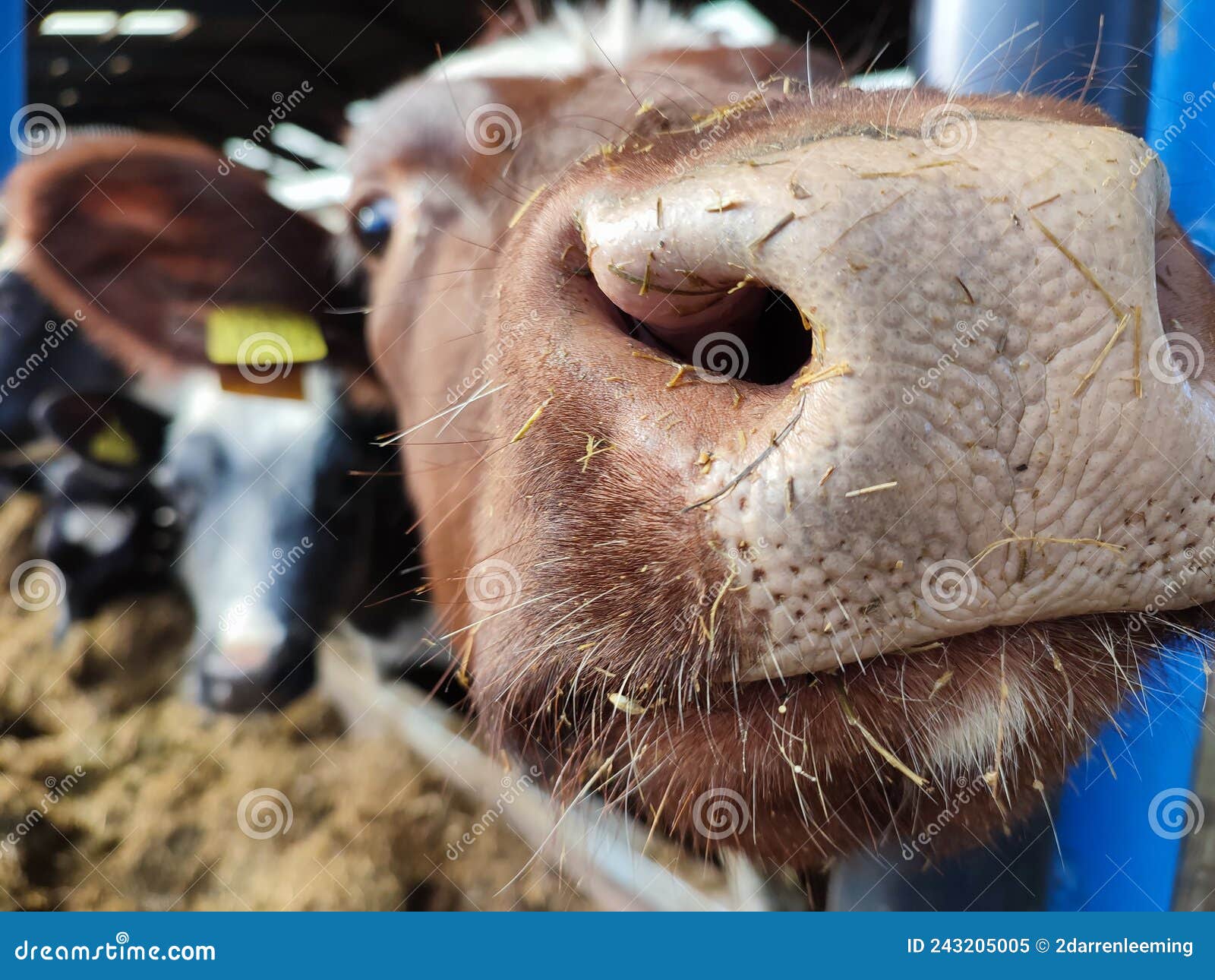 Close-up of a Cows Nose Nostril Stock Image - Image of nostril, nostr ...
